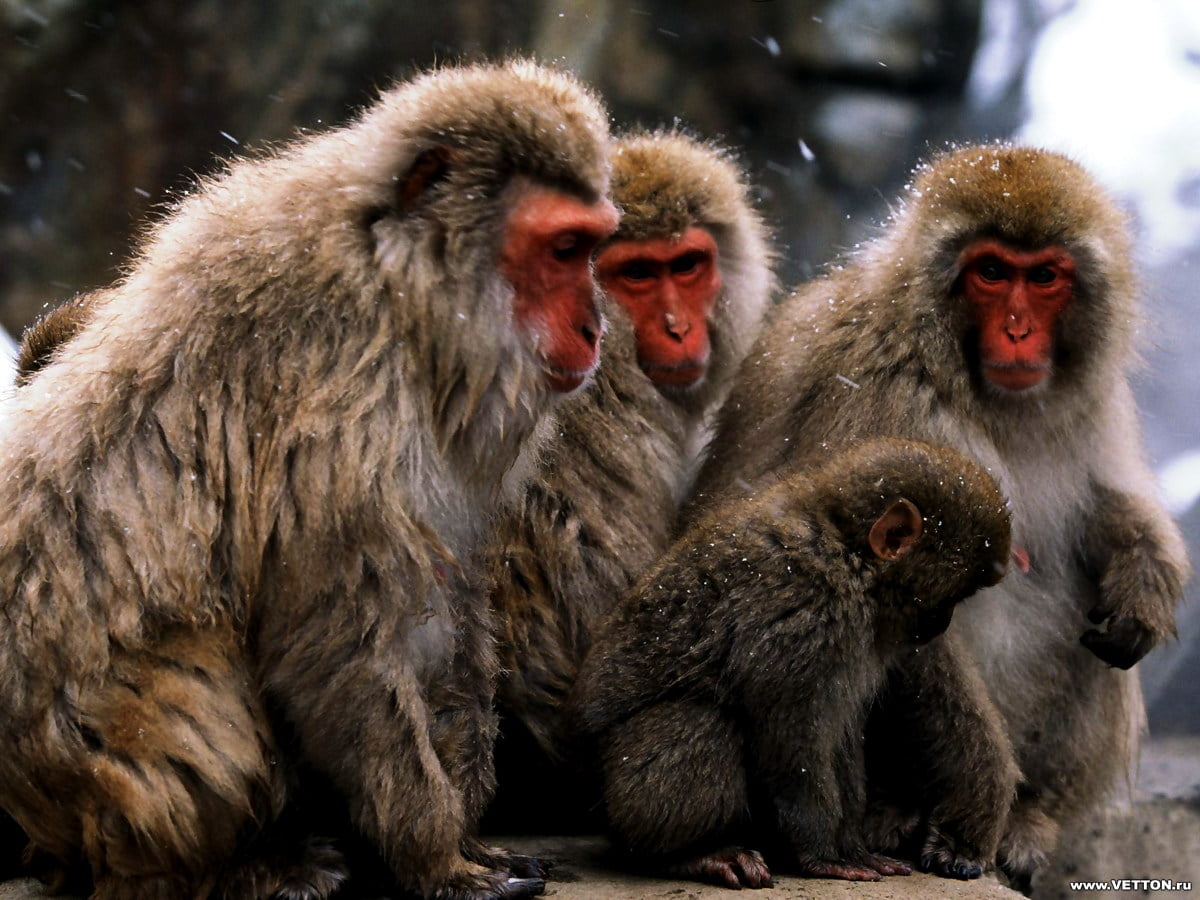 Macaques Wallpapers - Wallpaper Cave