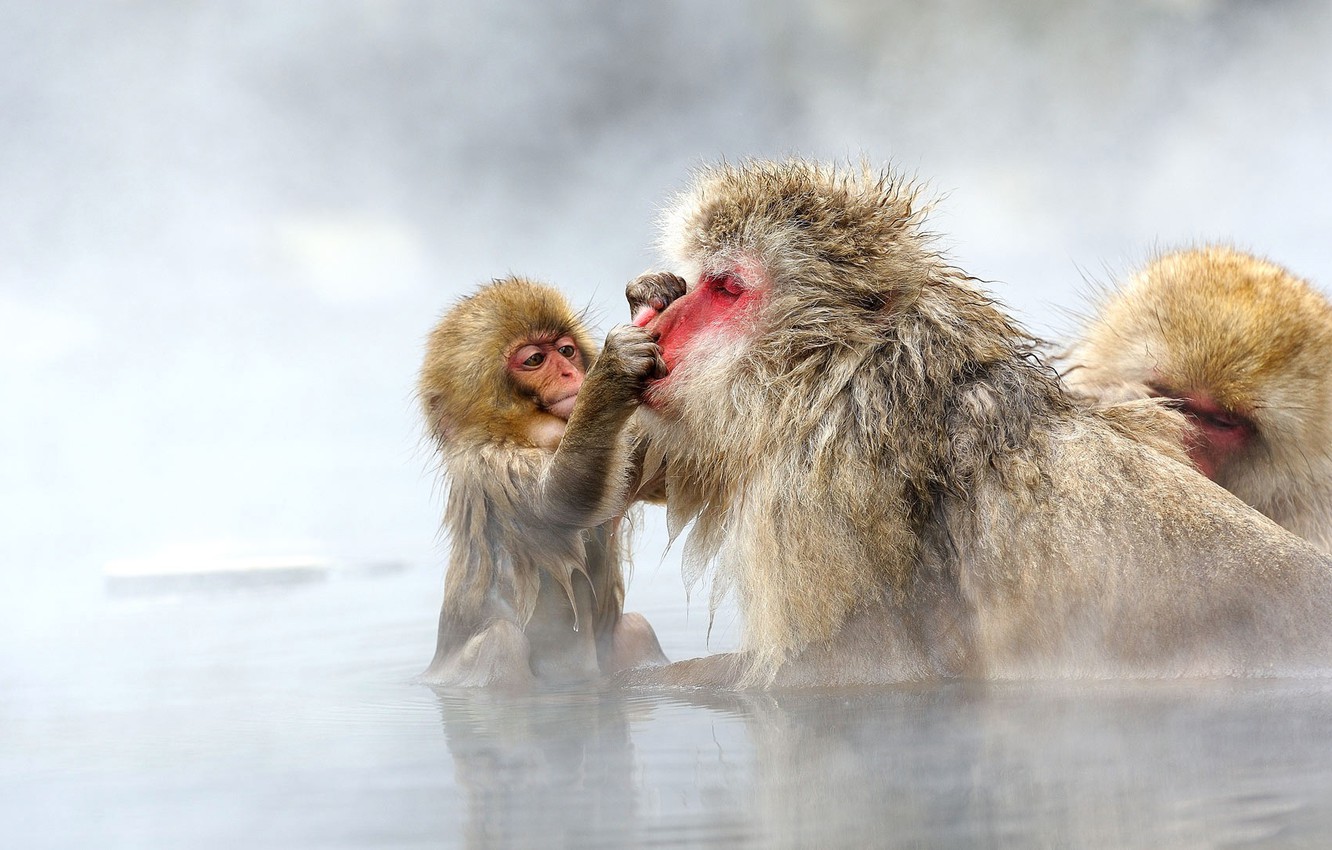 Macaques Wallpapers - Wallpaper Cave