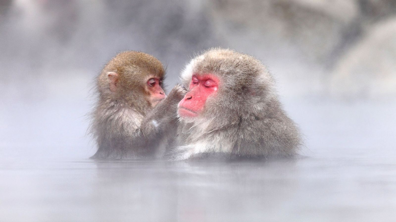 Snow Monkey Wallpapers - Wallpaper Cave