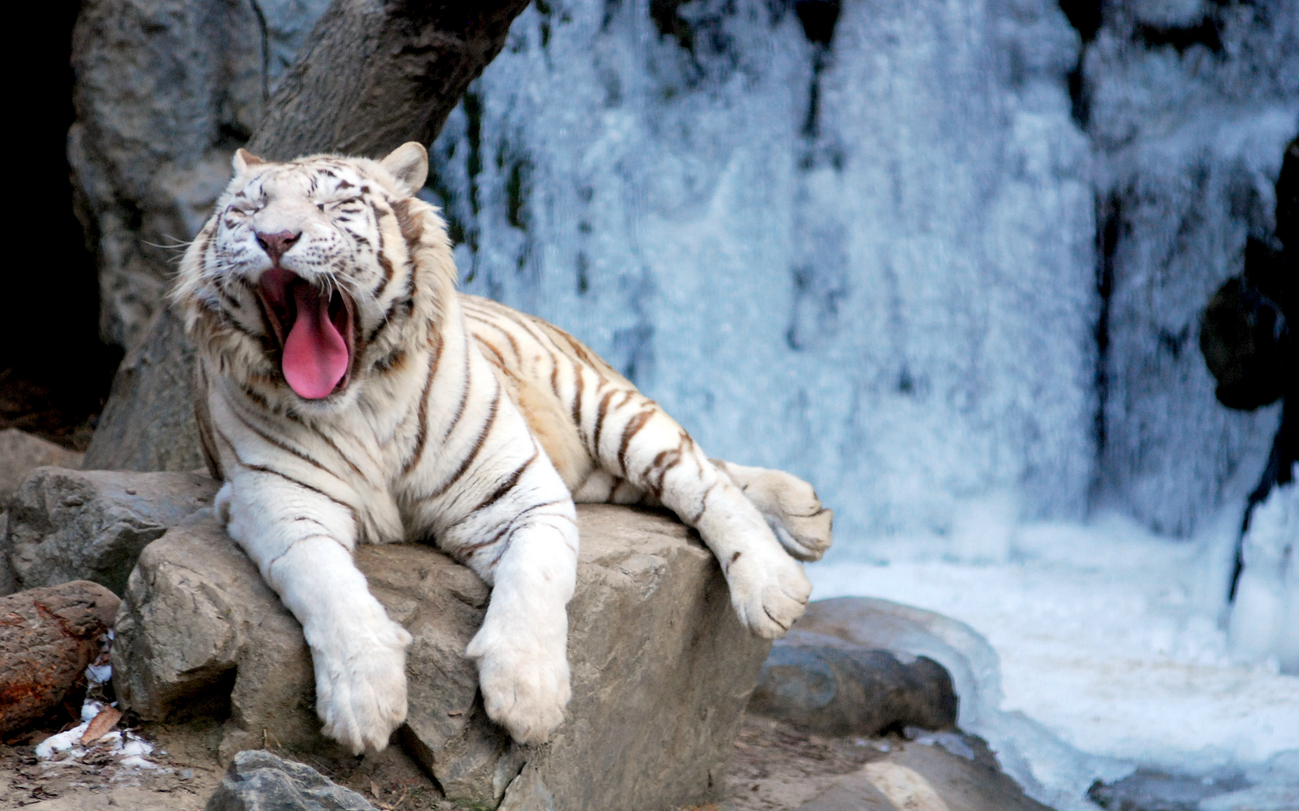 Lazy Tigers Wallpapers - Wallpaper Cave