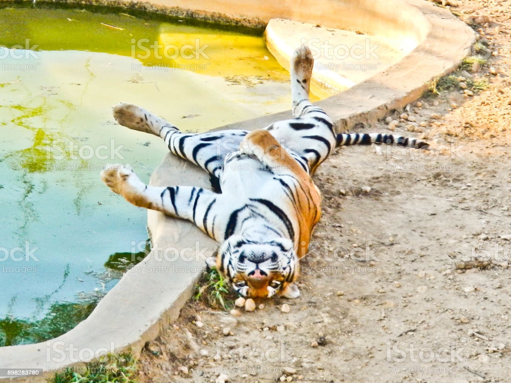 Lazy Tigers Wallpapers - Wallpaper Cave