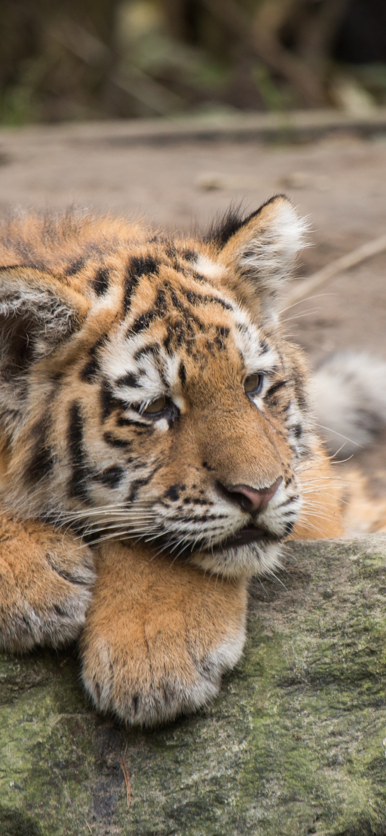 Lazy Tigers Wallpapers - Wallpaper Cave