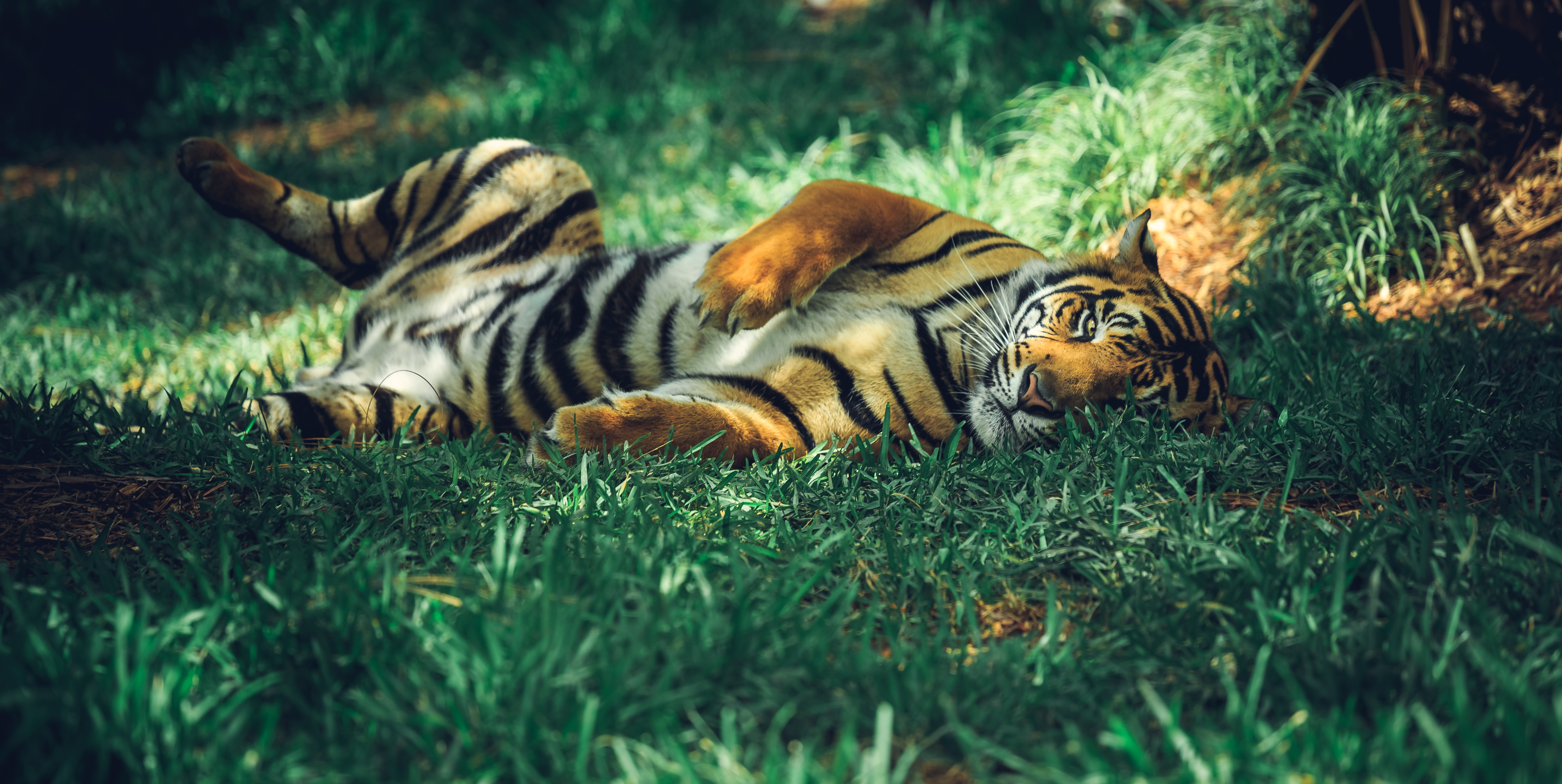 Lazy Tigers Wallpapers - Wallpaper Cave