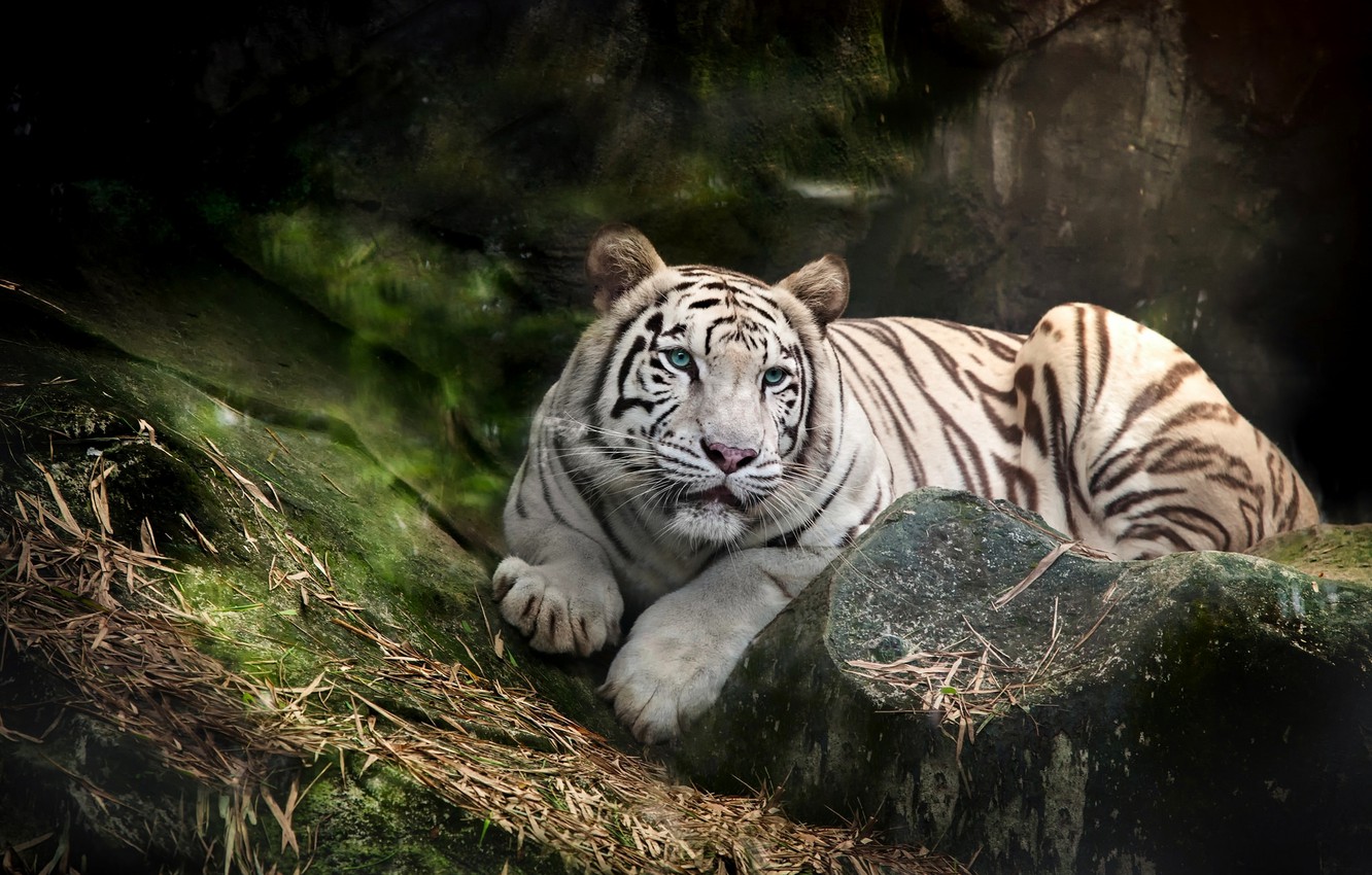 Lazy Tigers Wallpapers - Wallpaper Cave
