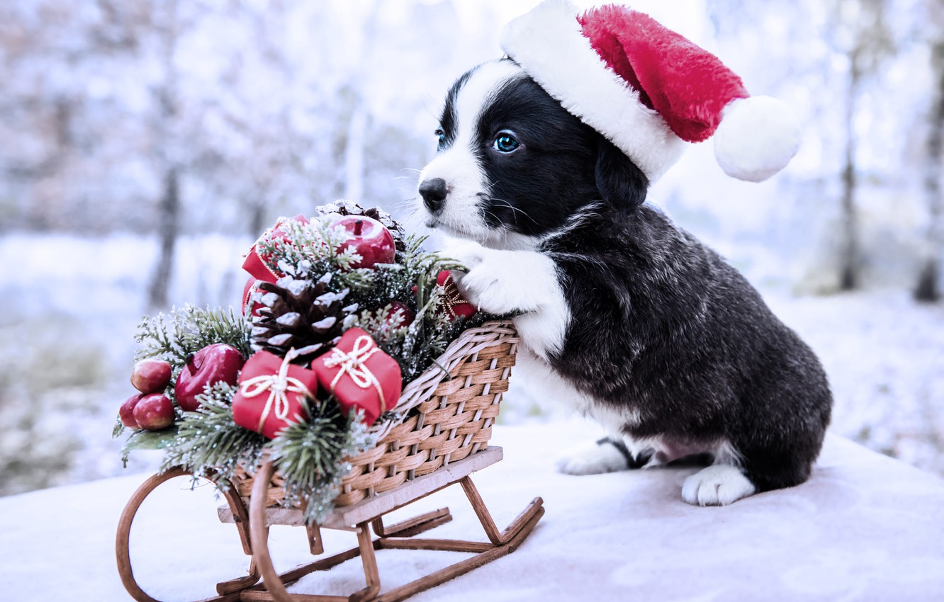 Cute Puppies Winter Wallpapers - Wallpaper Cave