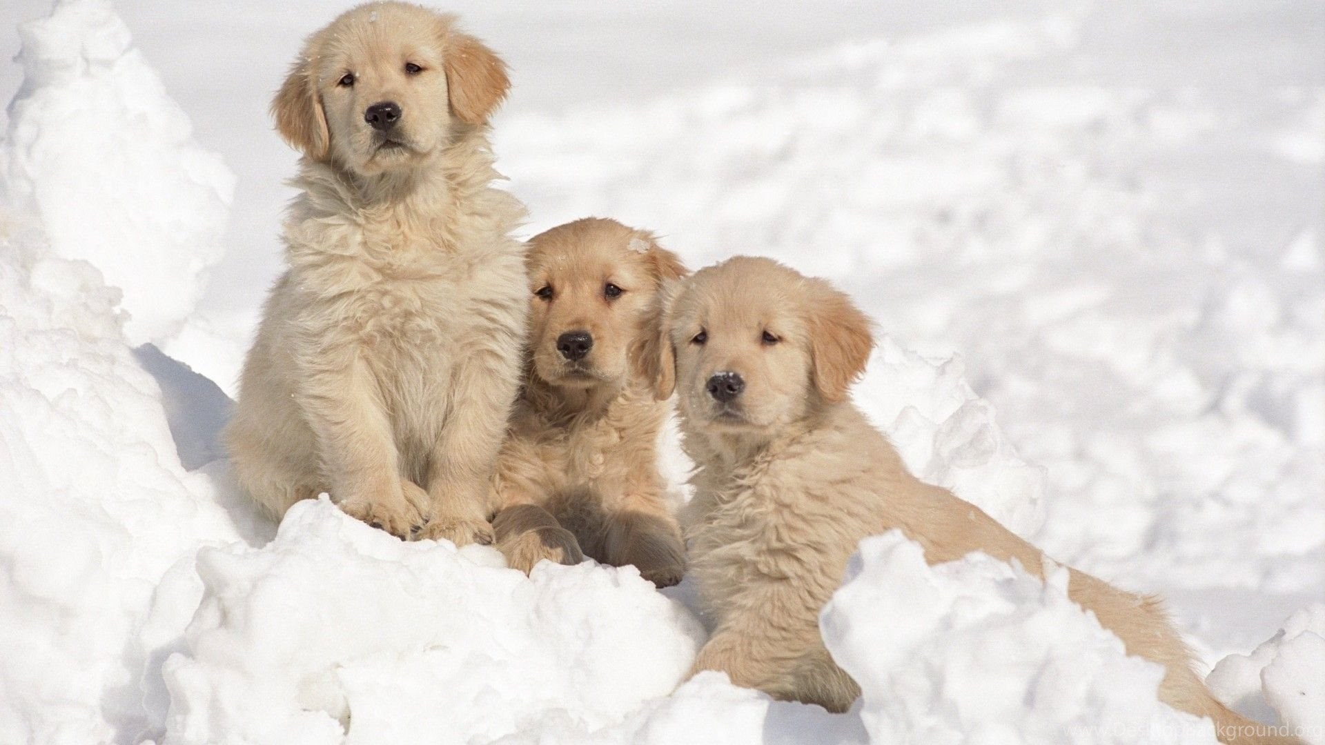 Cute Puppies Winter Wallpapers - Wallpaper Cave
