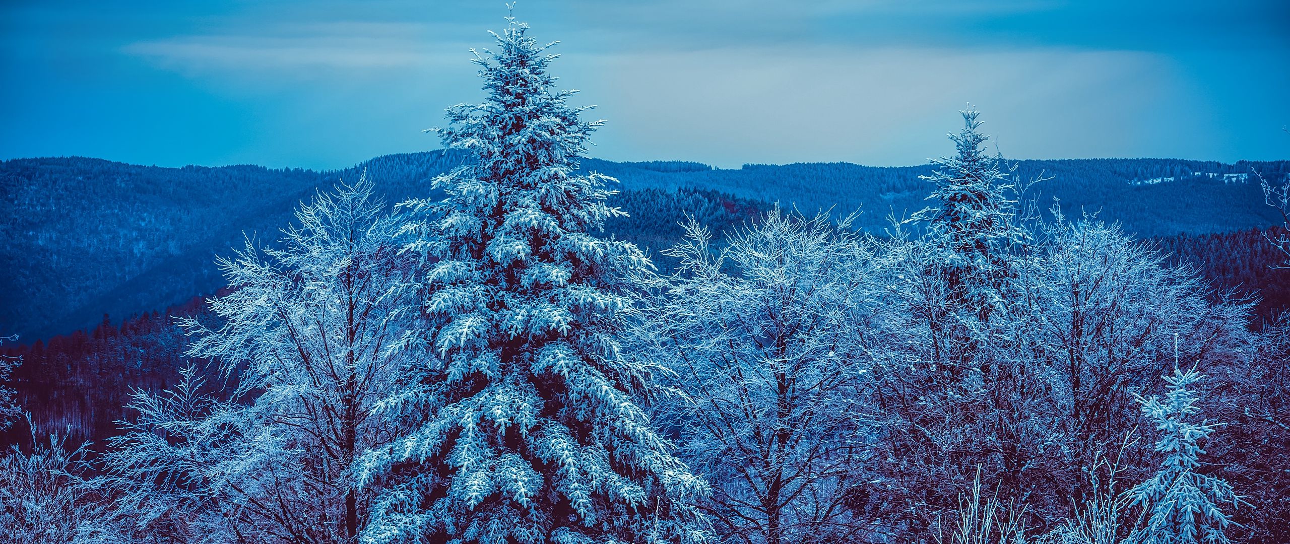Blue Winter Trees Wallpapers - Wallpaper Cave