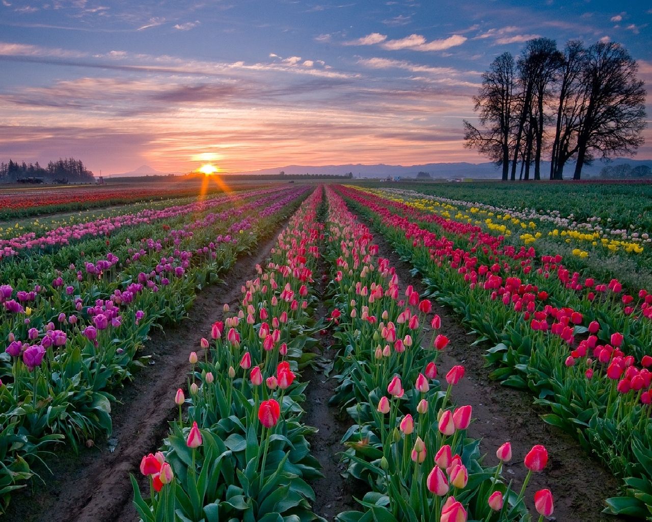 Tulips Plantation Wallpapers - Wallpaper Cave