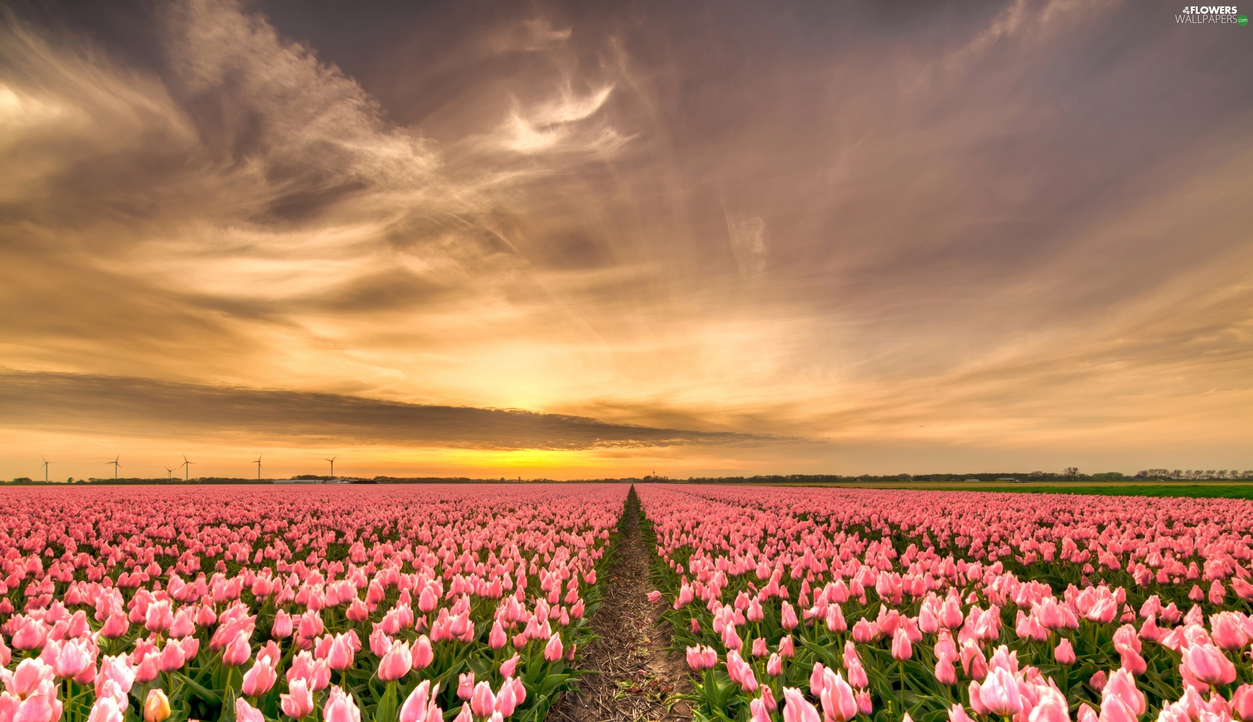 Tulips Plantation Wallpapers - Wallpaper Cave