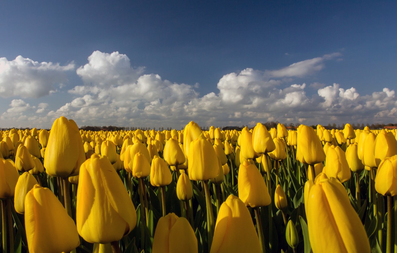 Tulips Plantation Wallpapers - Wallpaper Cave