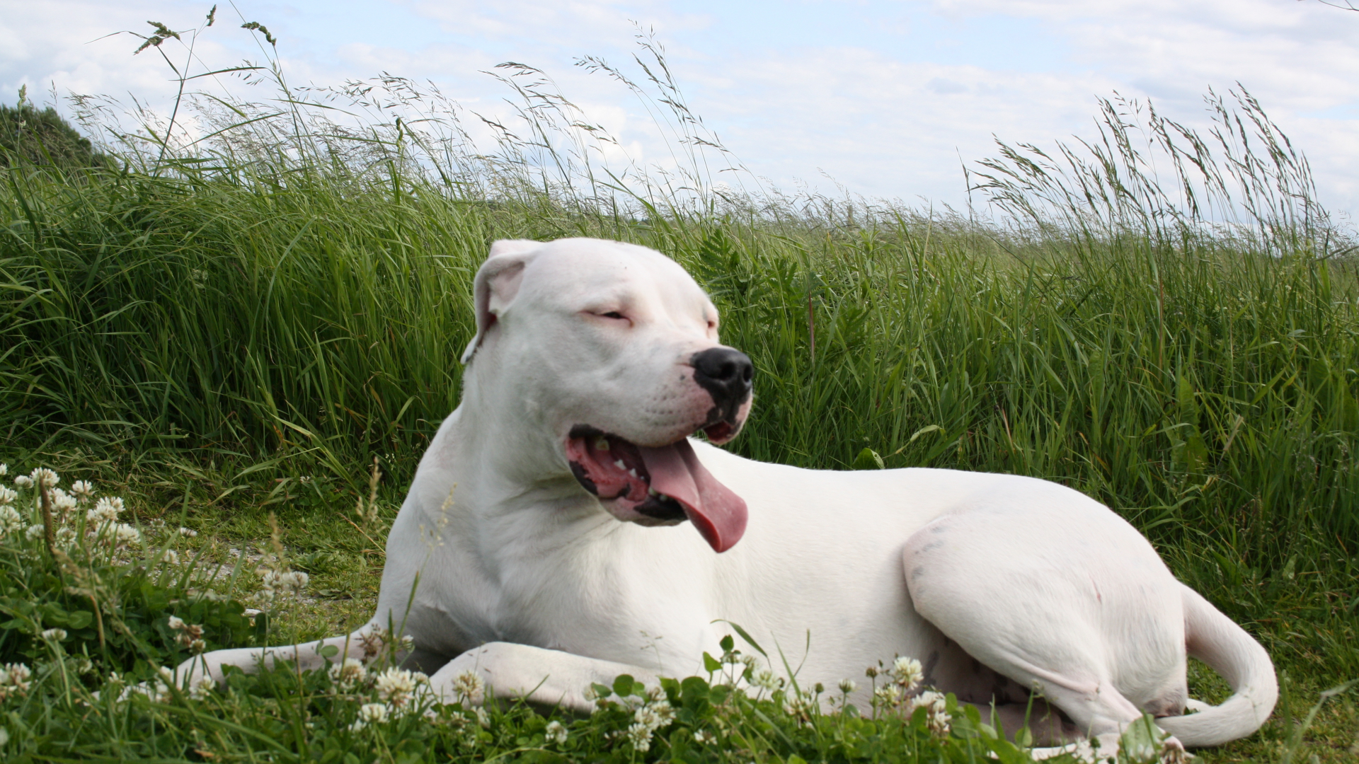 Groggy Wallpapers - Wallpaper Cave