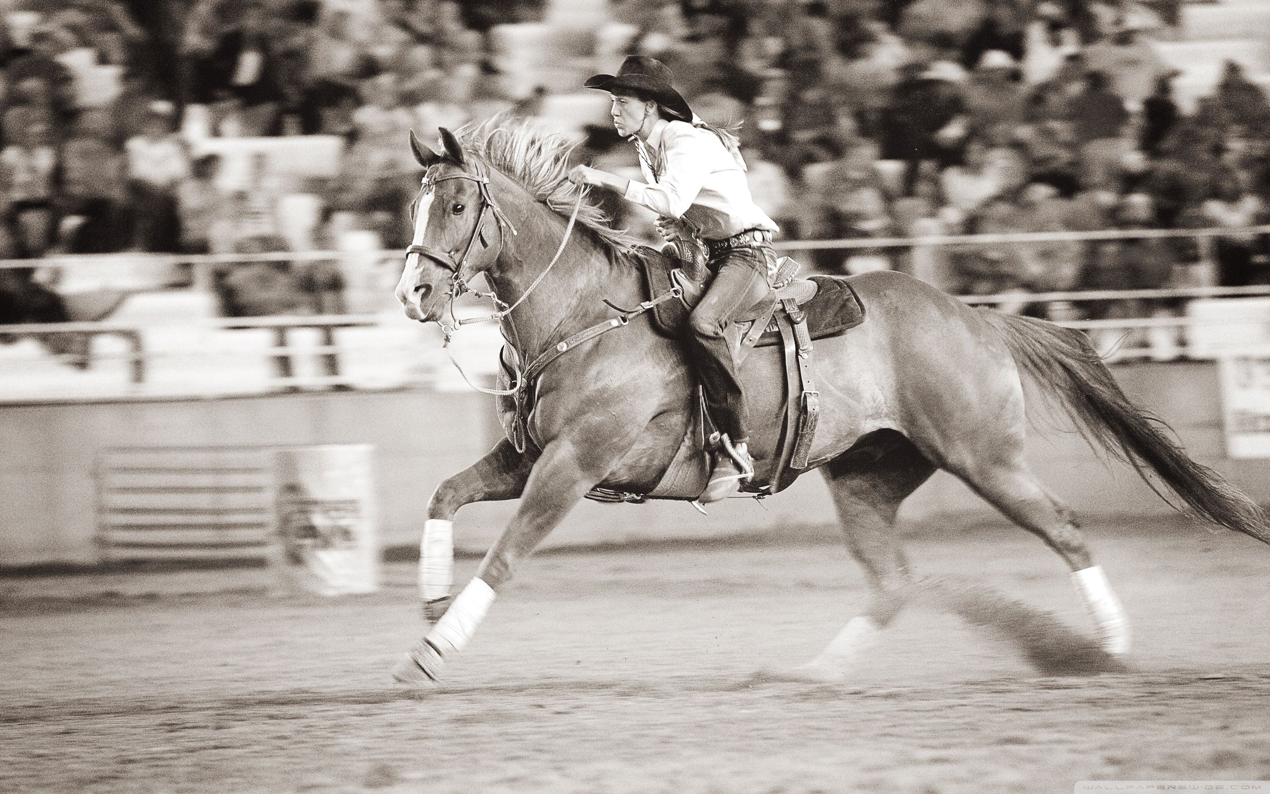 Barrel Horse Wallpapers - Wallpaper Cave