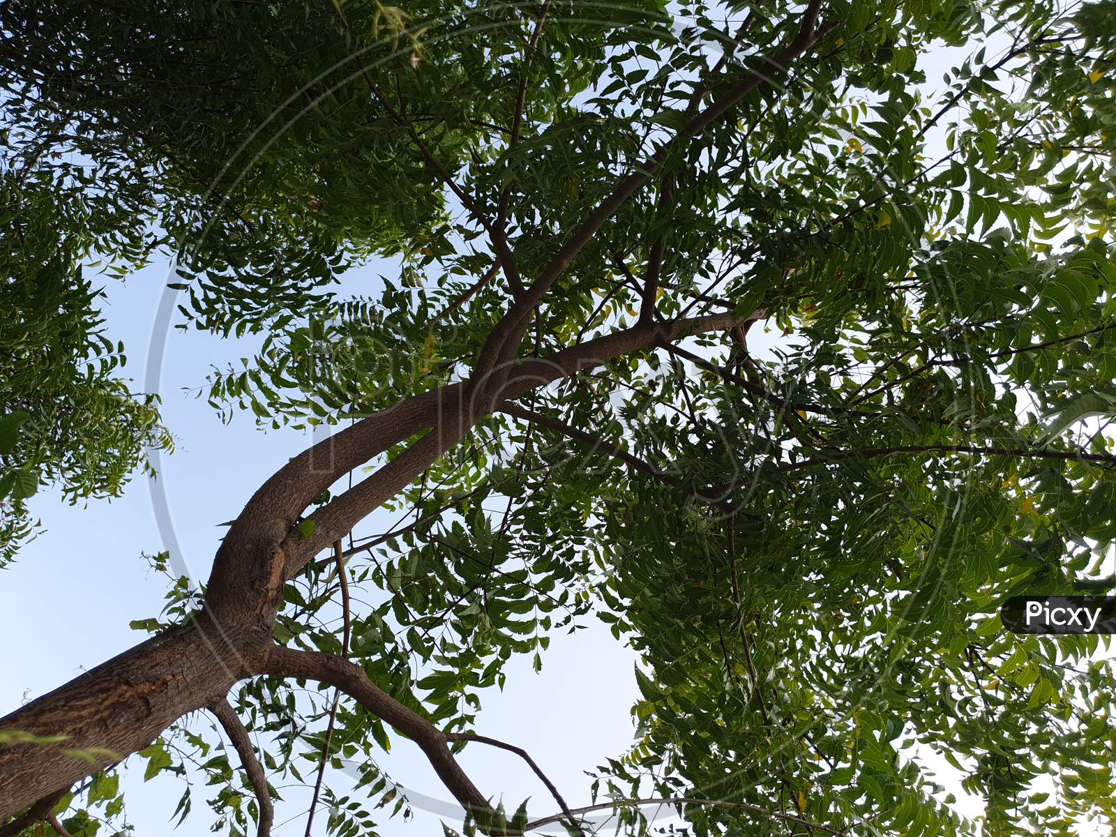 Neem Tree Wallpapers - Wallpaper Cave