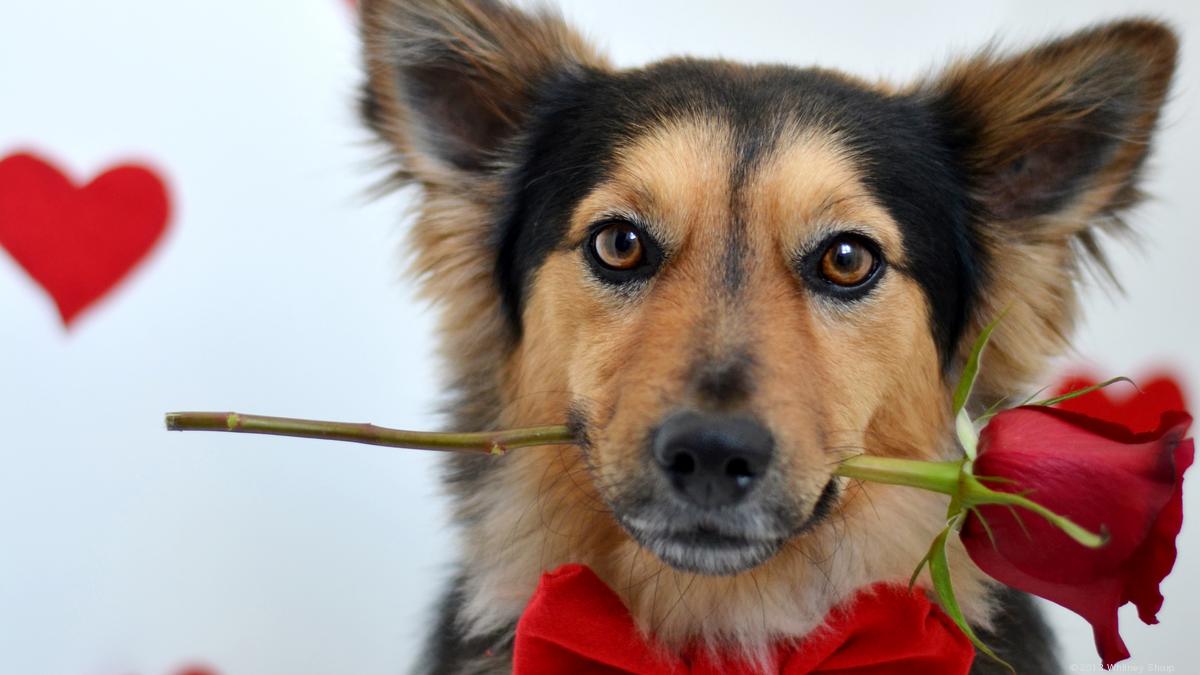 Cute Dog Valentines Wallpapers - Wallpaper Cave