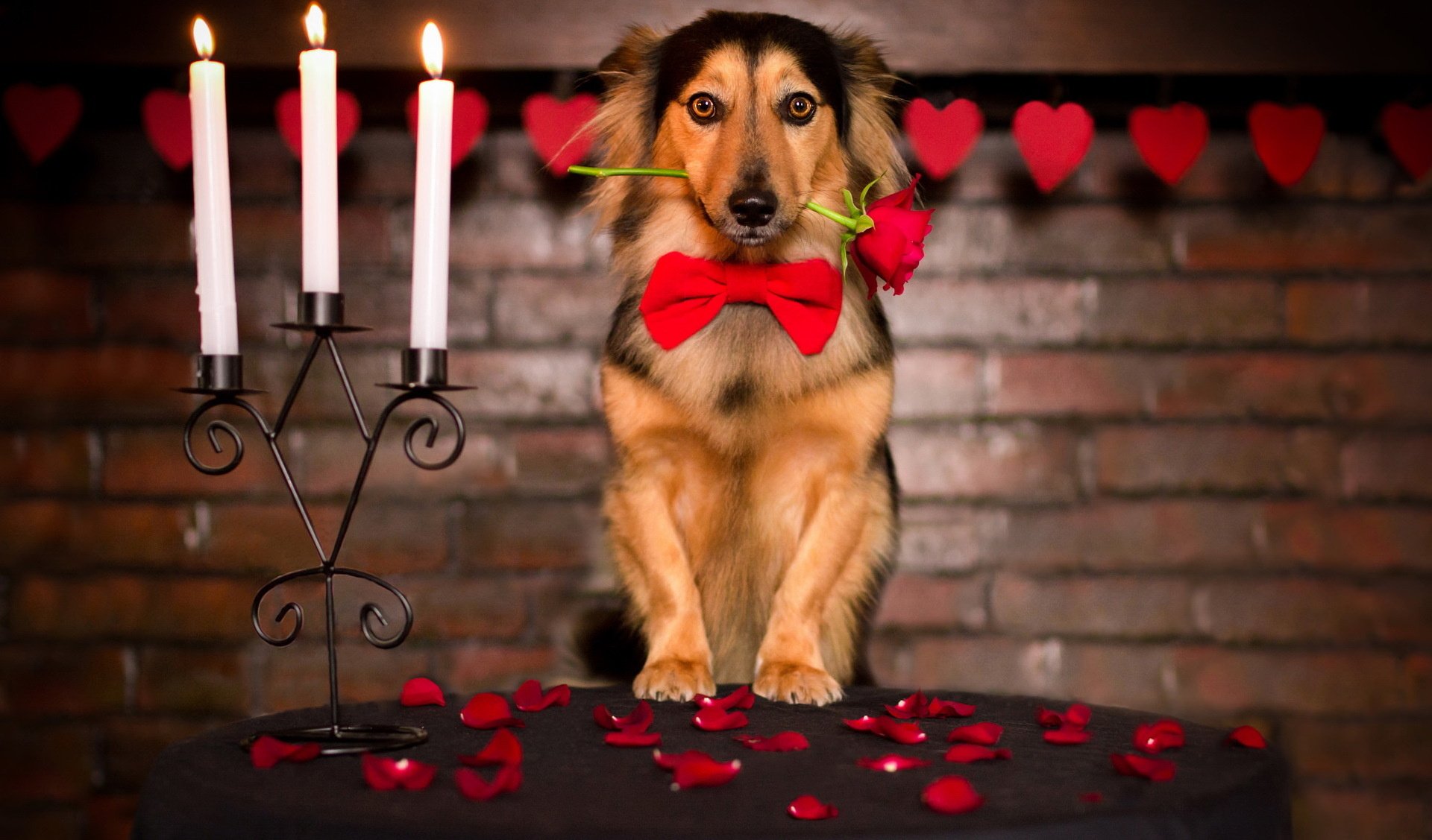 Cute Dog Valentines Wallpapers - Wallpaper Cave