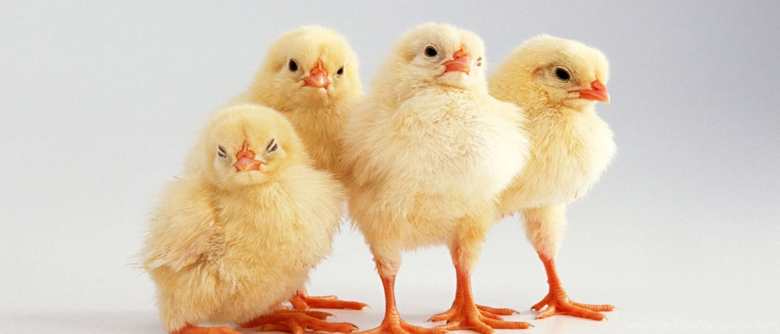 Spring Chicken Wallpapers - Wallpaper Cave