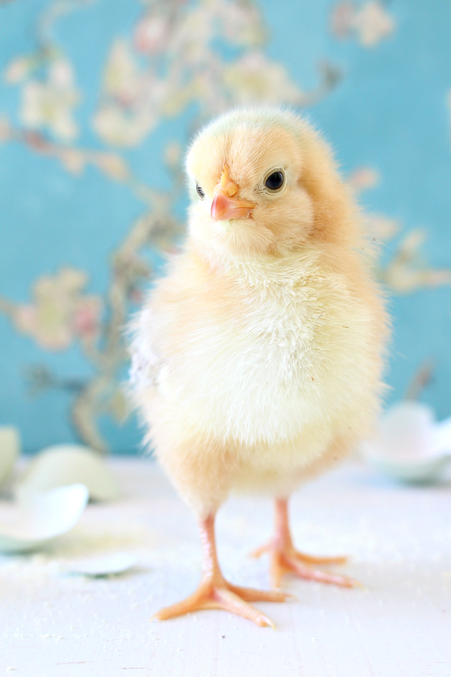 Spring Chicken Wallpapers - Wallpaper Cave
