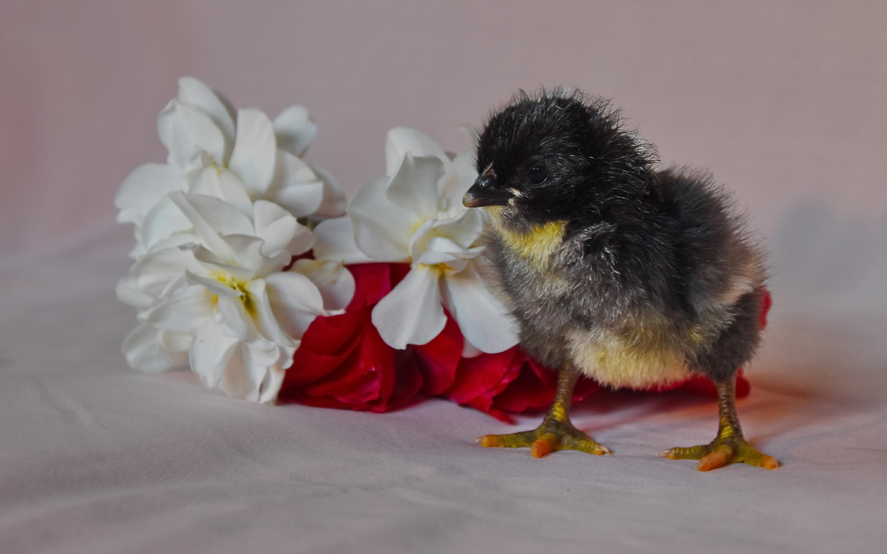 Spring Chicken Wallpapers - Wallpaper Cave