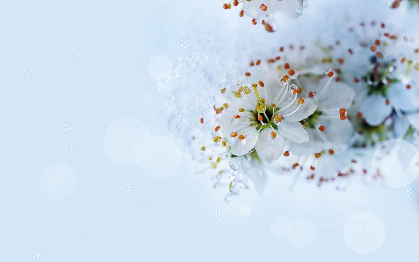 Winter Flower PC Wallpapers - Wallpaper Cave