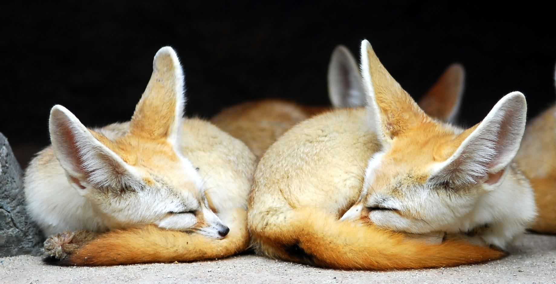 Desert Fox Wallpapers - Wallpaper Cave