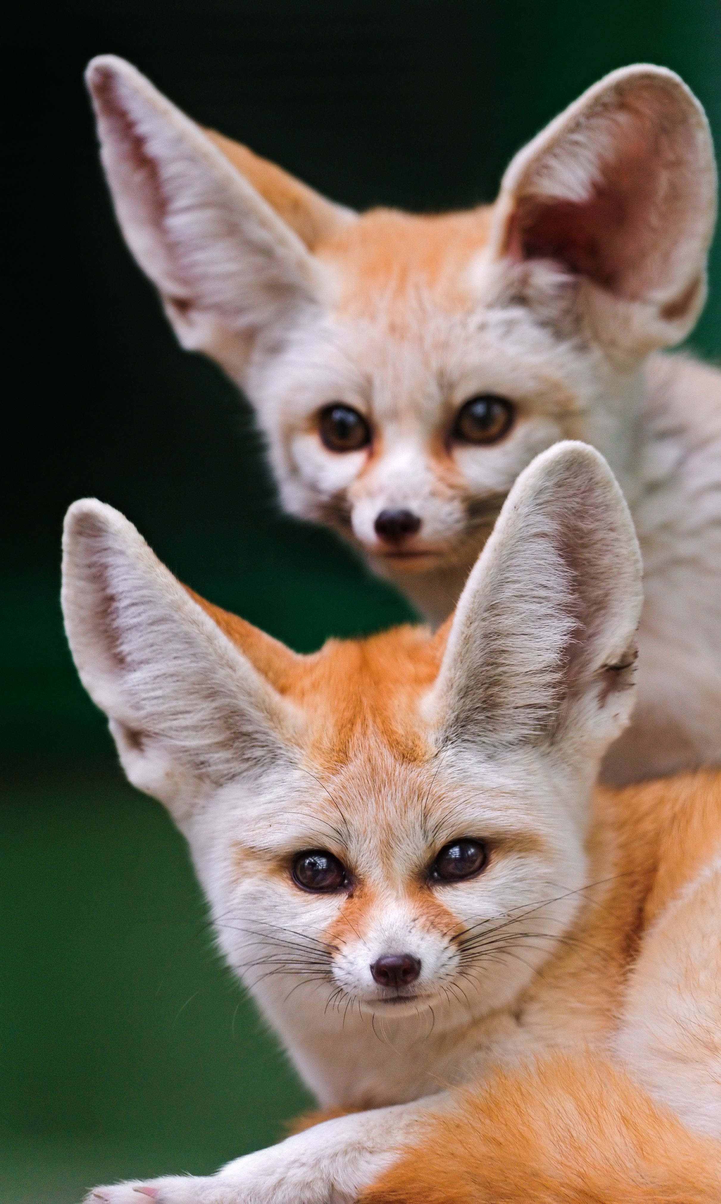 Fennec Fox Art Wallpapers - Wallpaper Cave