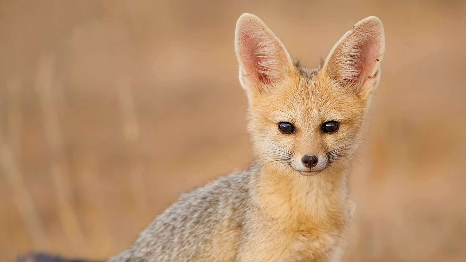 Fennec Fox Art Wallpapers - Wallpaper Cave