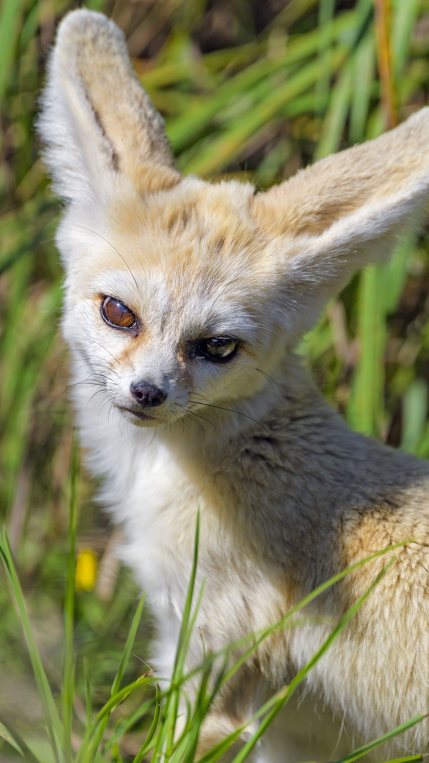 Fennec Fox Art Wallpapers - Wallpaper Cave
