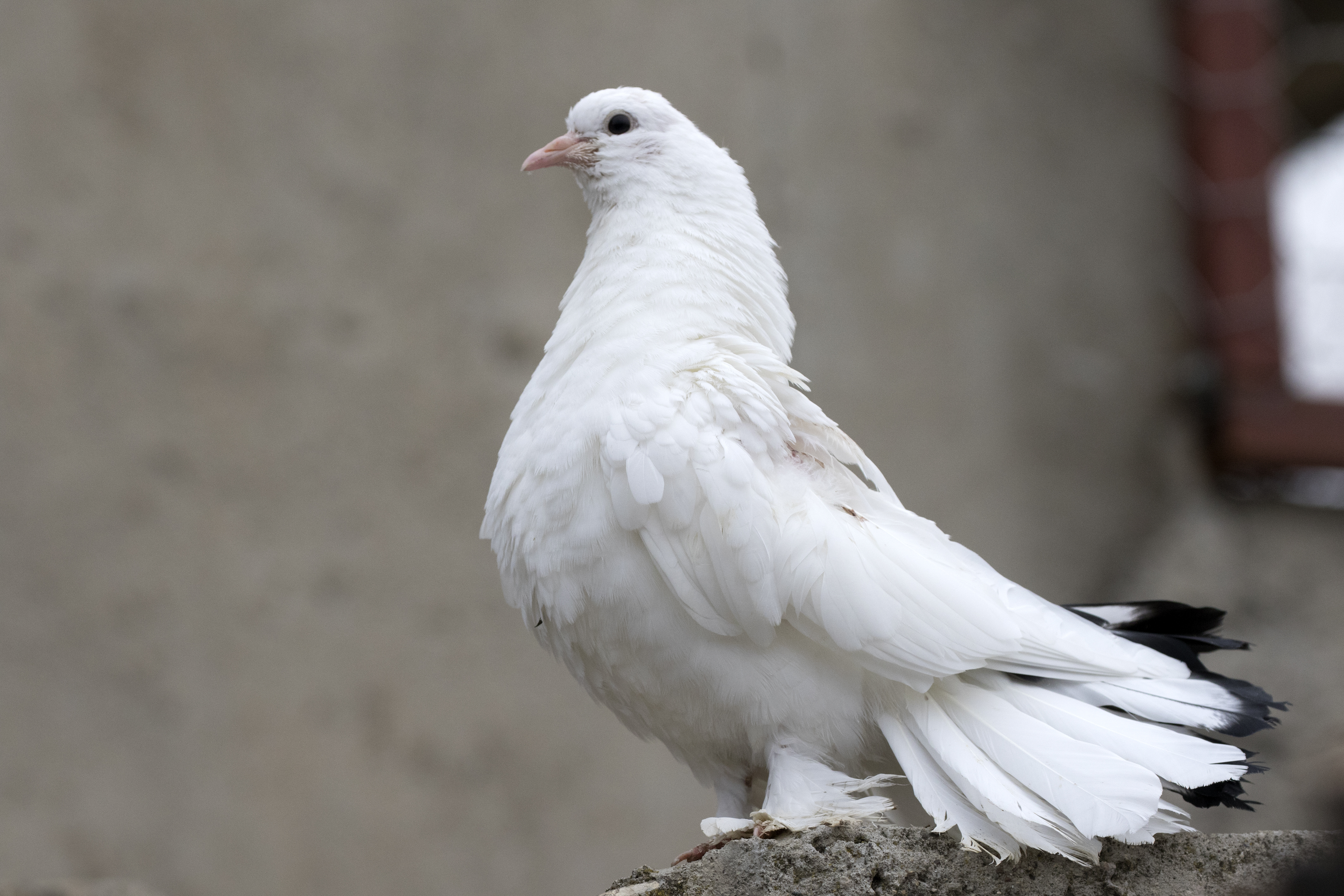 White Pigeon Wallpapers - Wallpaper Cave