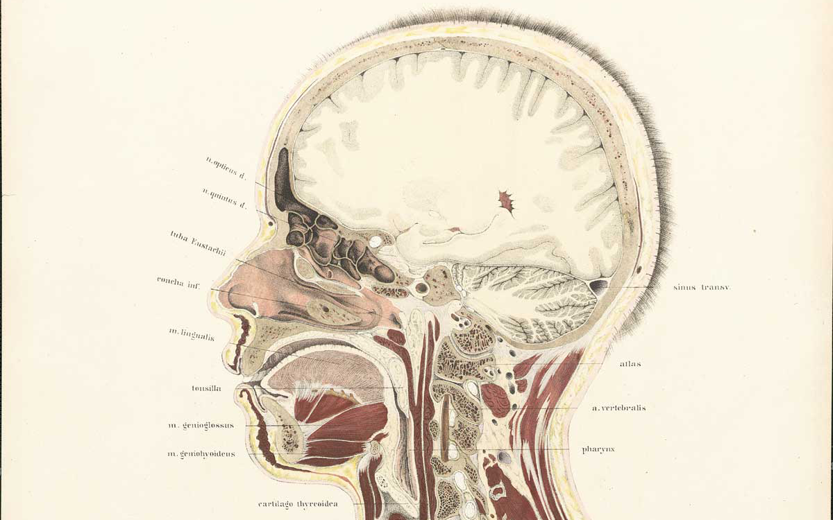 Human Physiology Wallpapers - Wallpaper Cave