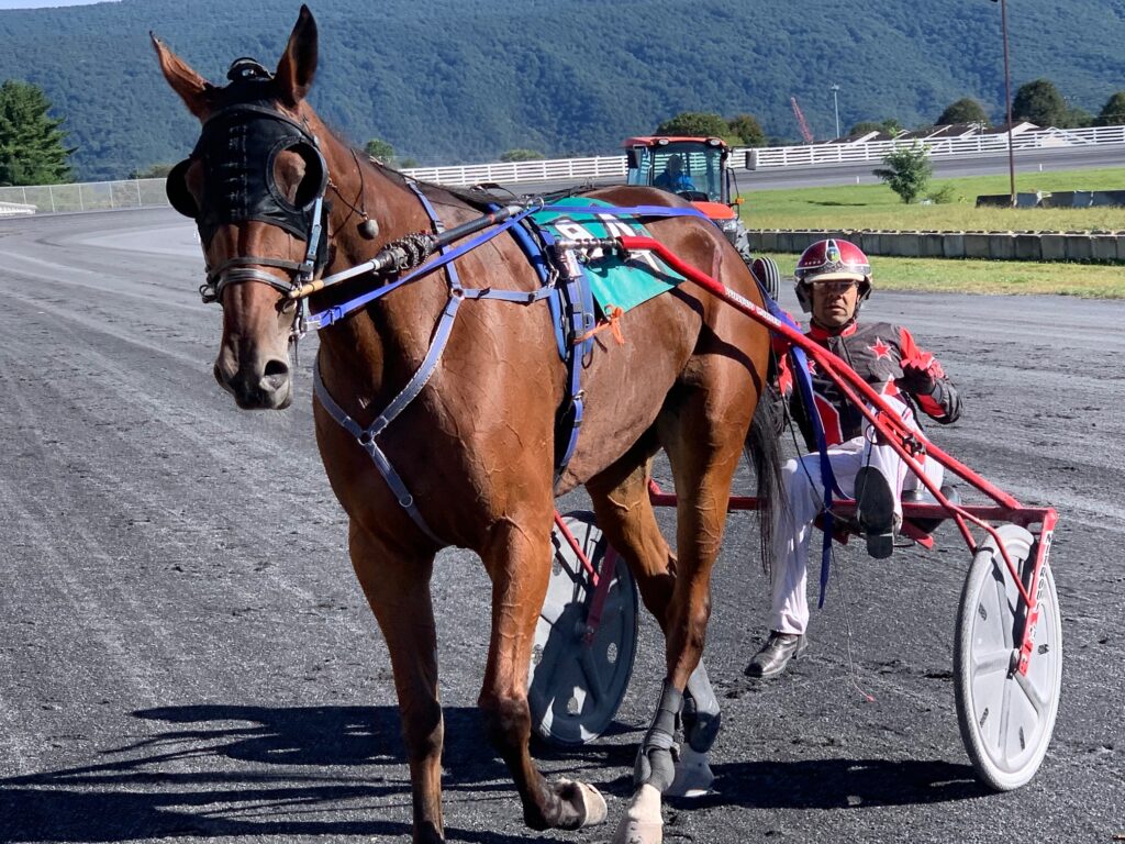 Pacing Horse Wallpapers - Wallpaper Cave