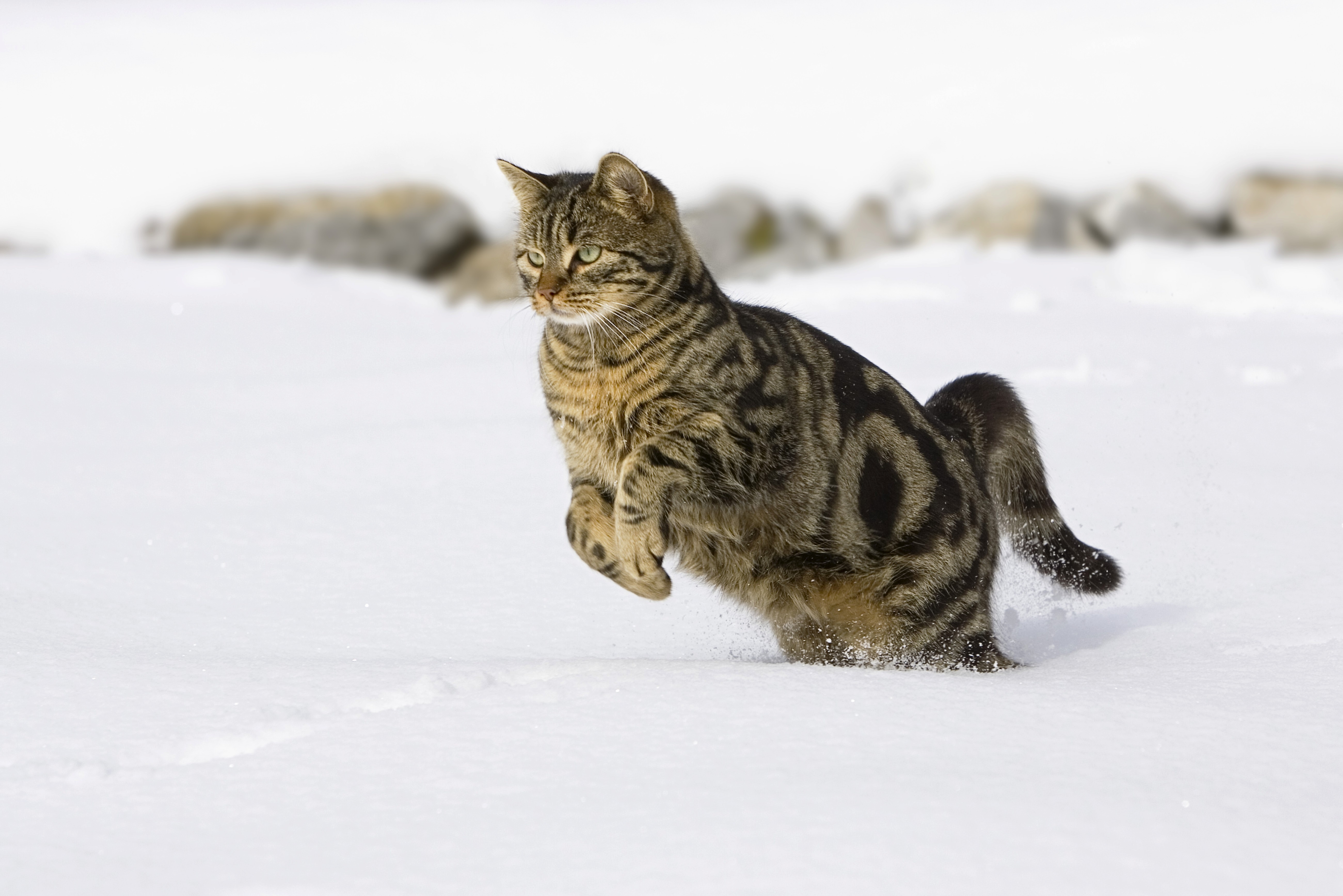 Cats In Snow Wallpapers - Wallpaper Cave