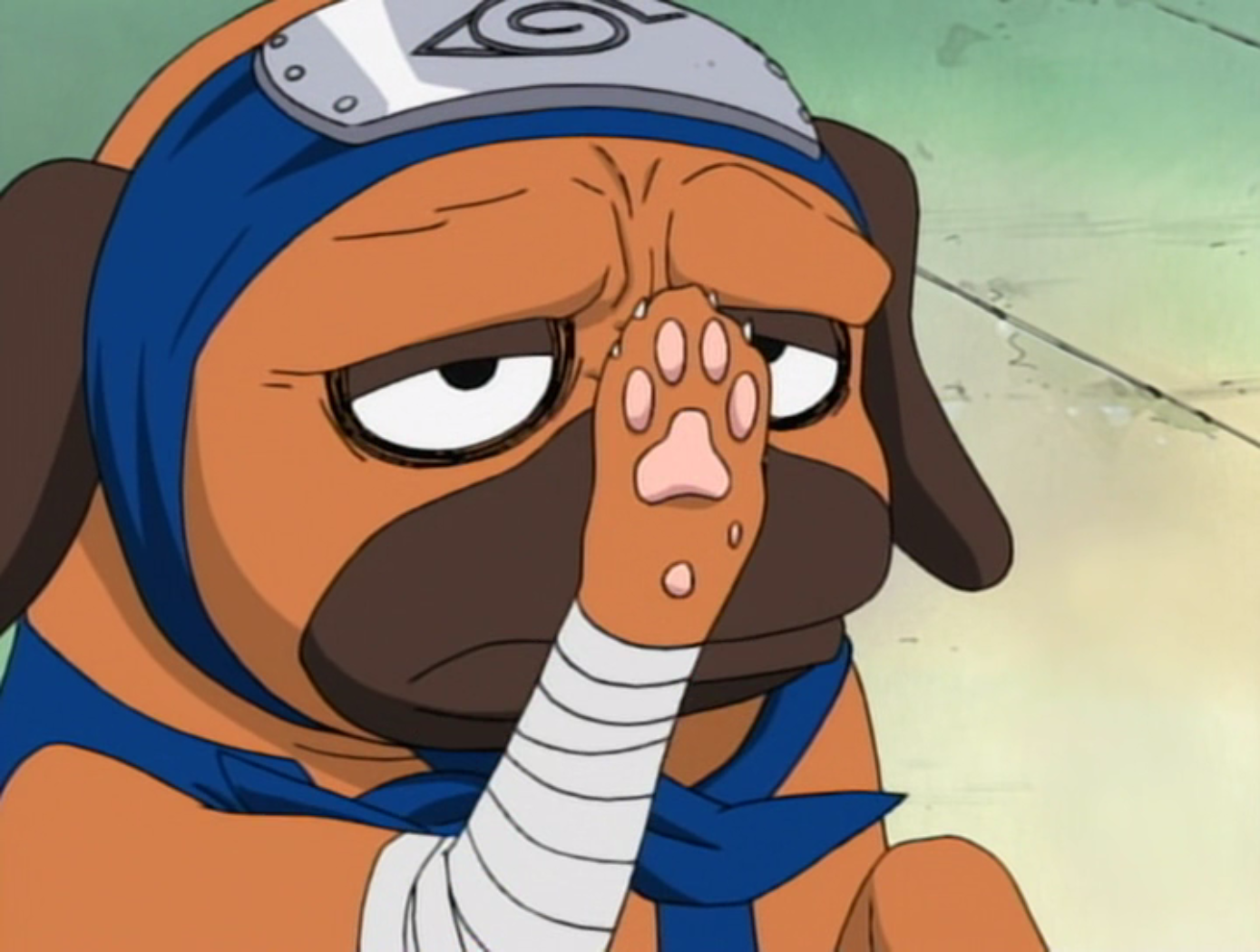 Pakkun Wallpapers - Wallpaper Cave