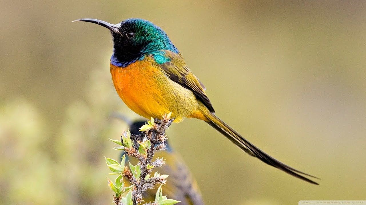 Wild Birds Wallpapers - Wallpaper Cave