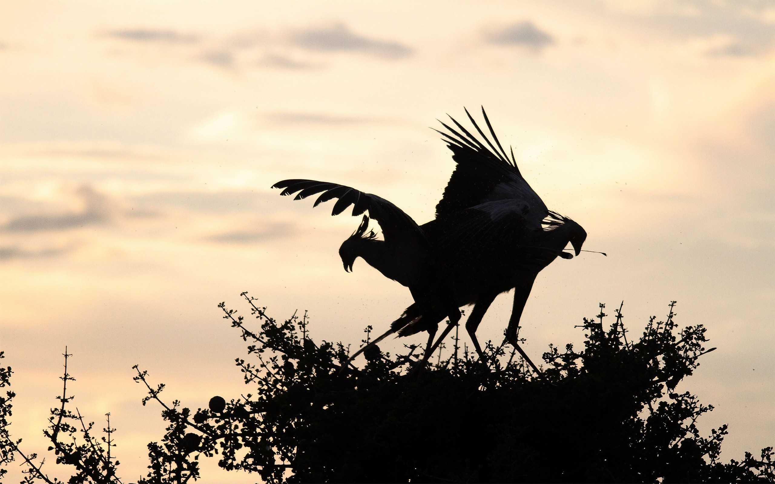 Wild Birds Wallpapers - Wallpaper Cave