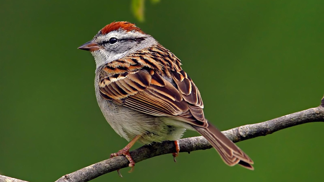 Wild Birds Wallpapers - Wallpaper Cave