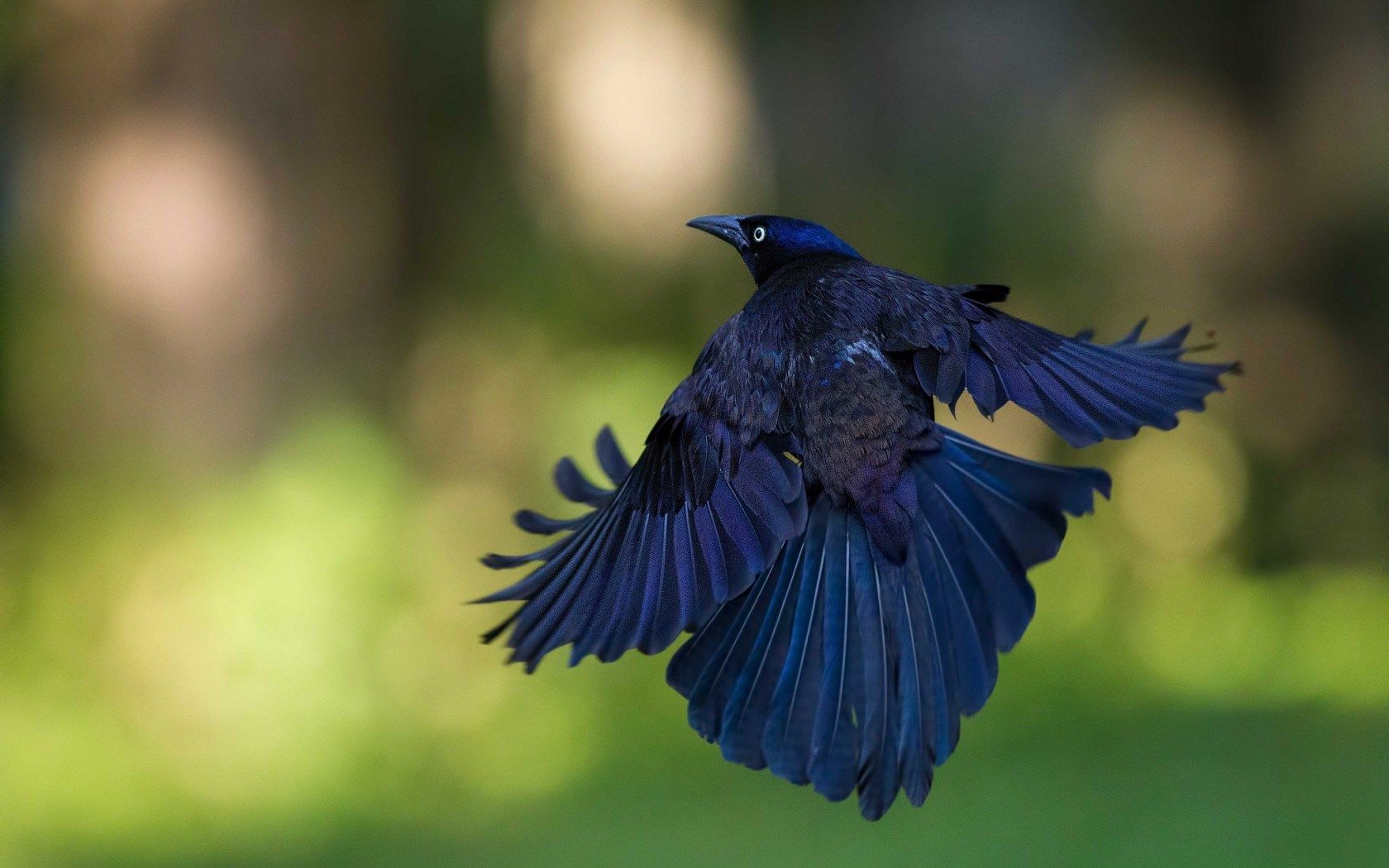 Wild Birds Wallpapers - Wallpaper Cave