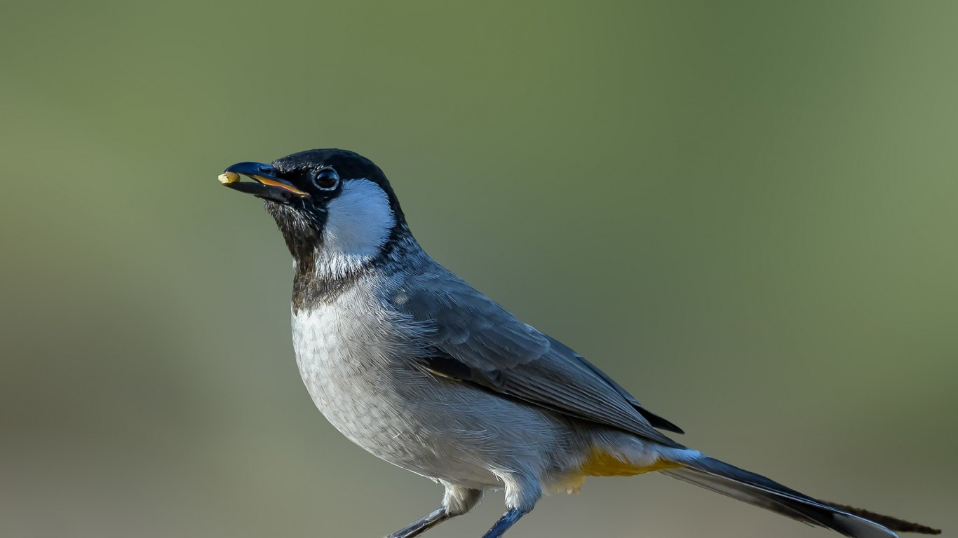 Wild Birds Wallpapers - Wallpaper Cave