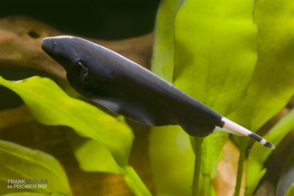 Black Ghost Knifefish Wallpapers - Wallpaper Cave