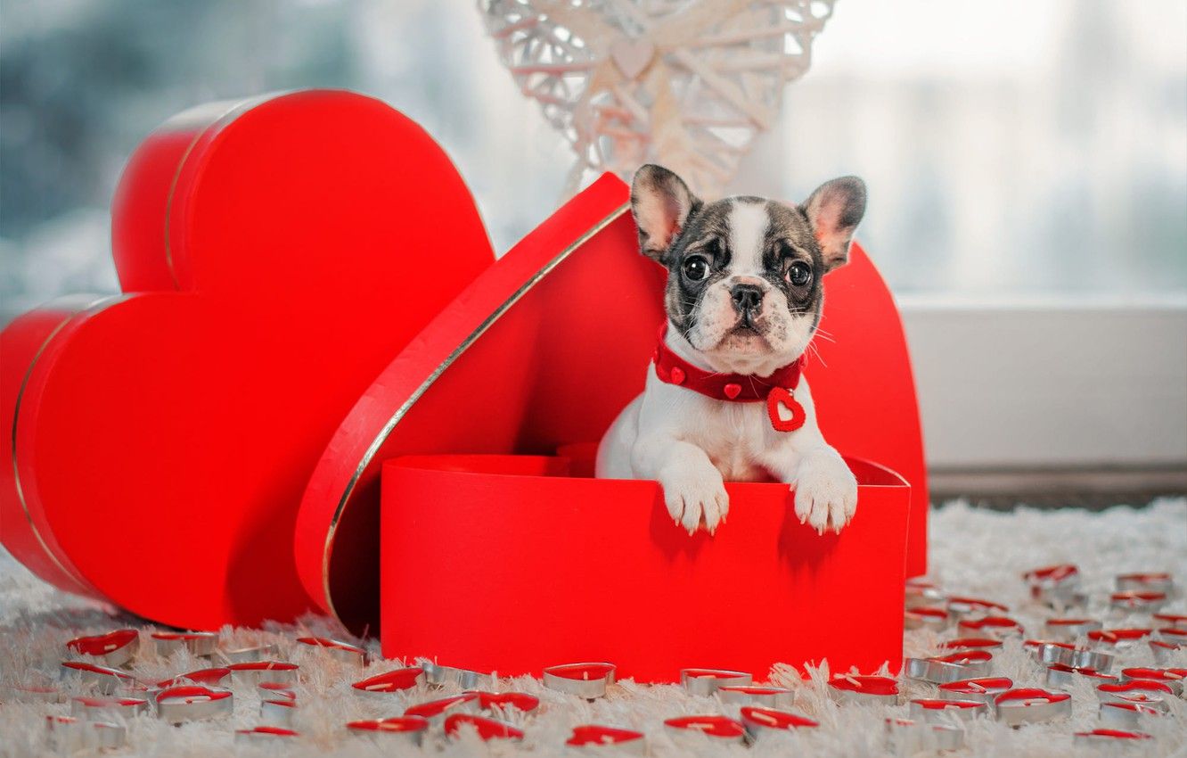 Valentines Day Puppy Computer Wallpapers - Wallpaper Cave