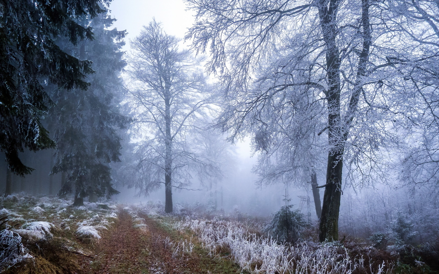 Winter Mist Desktop Wallpapers - Wallpaper Cave