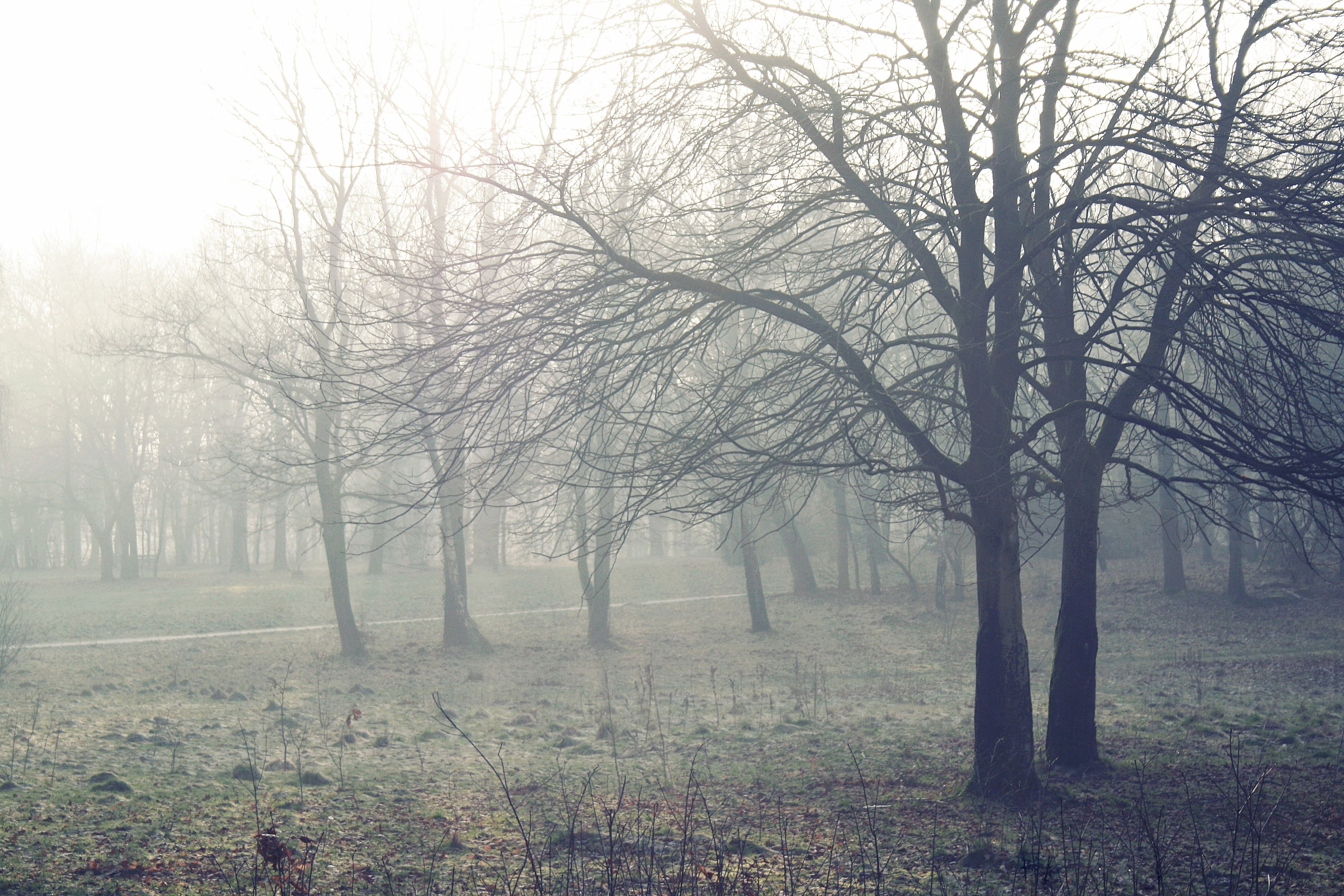 Winter Mist Desktop Wallpapers - Wallpaper Cave