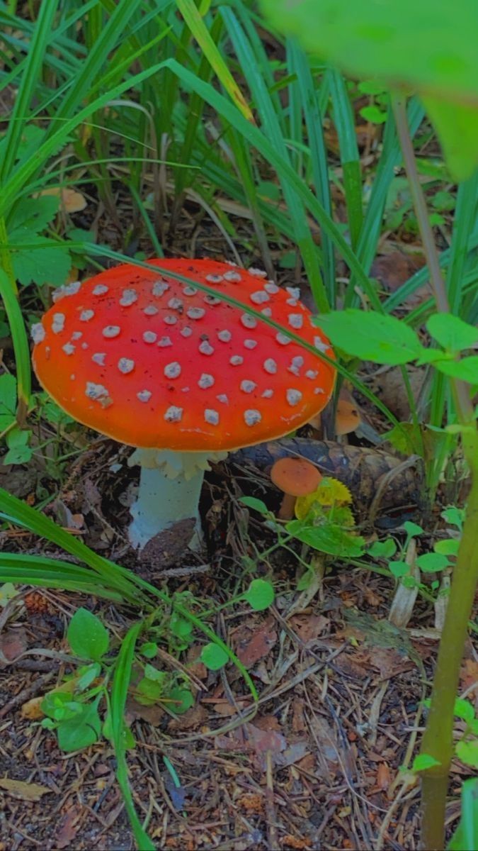 Mushroomcore Wallpapers - Wallpaper Cave