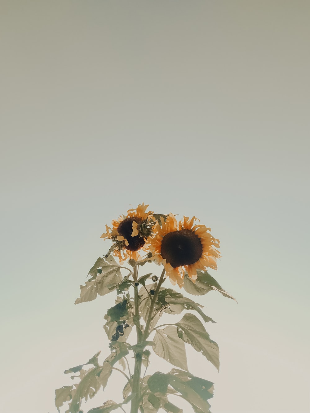 Sunflower Drawing Wallpapers - Wallpaper Cave