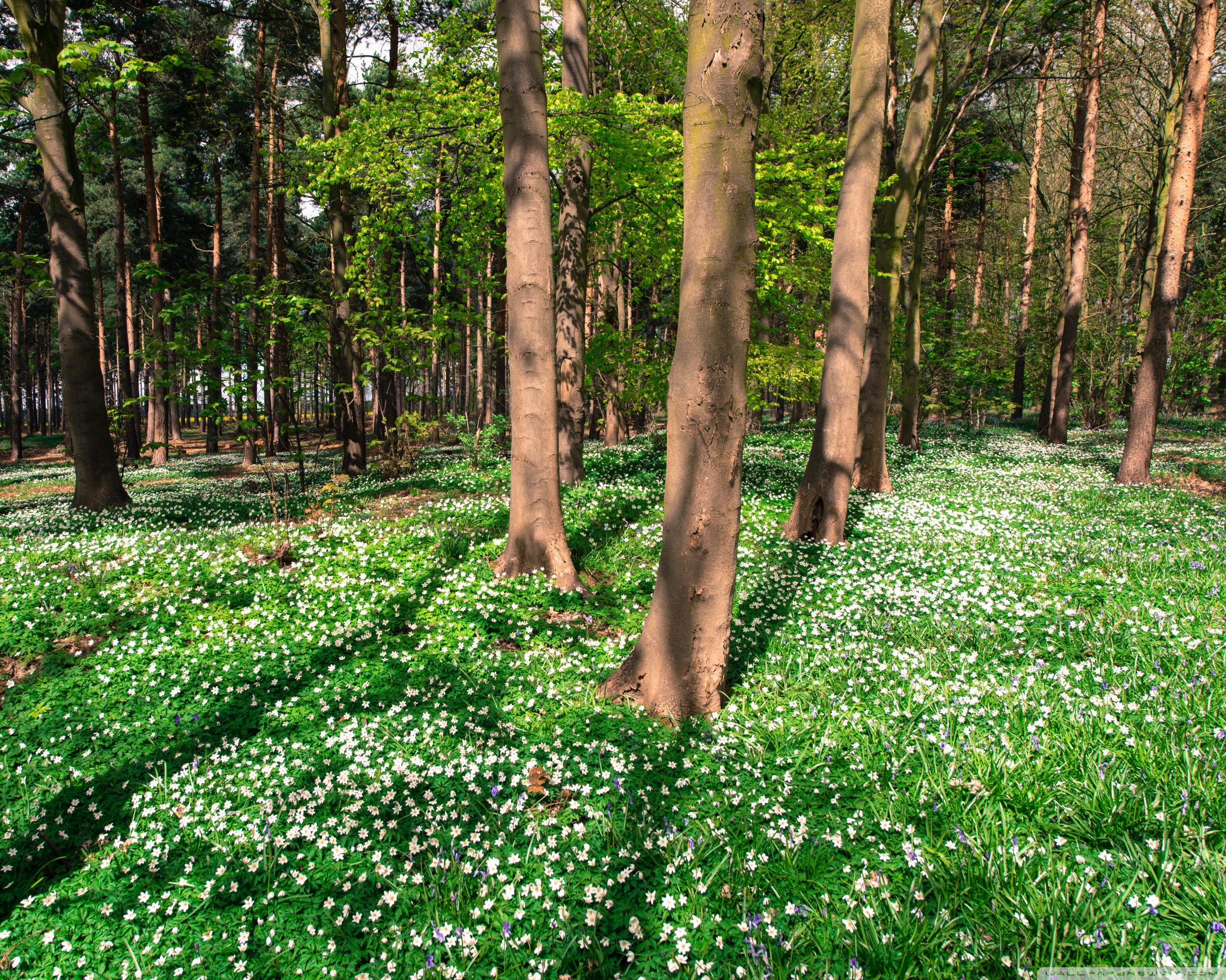 Copse Wallpapers - Wallpaper Cave