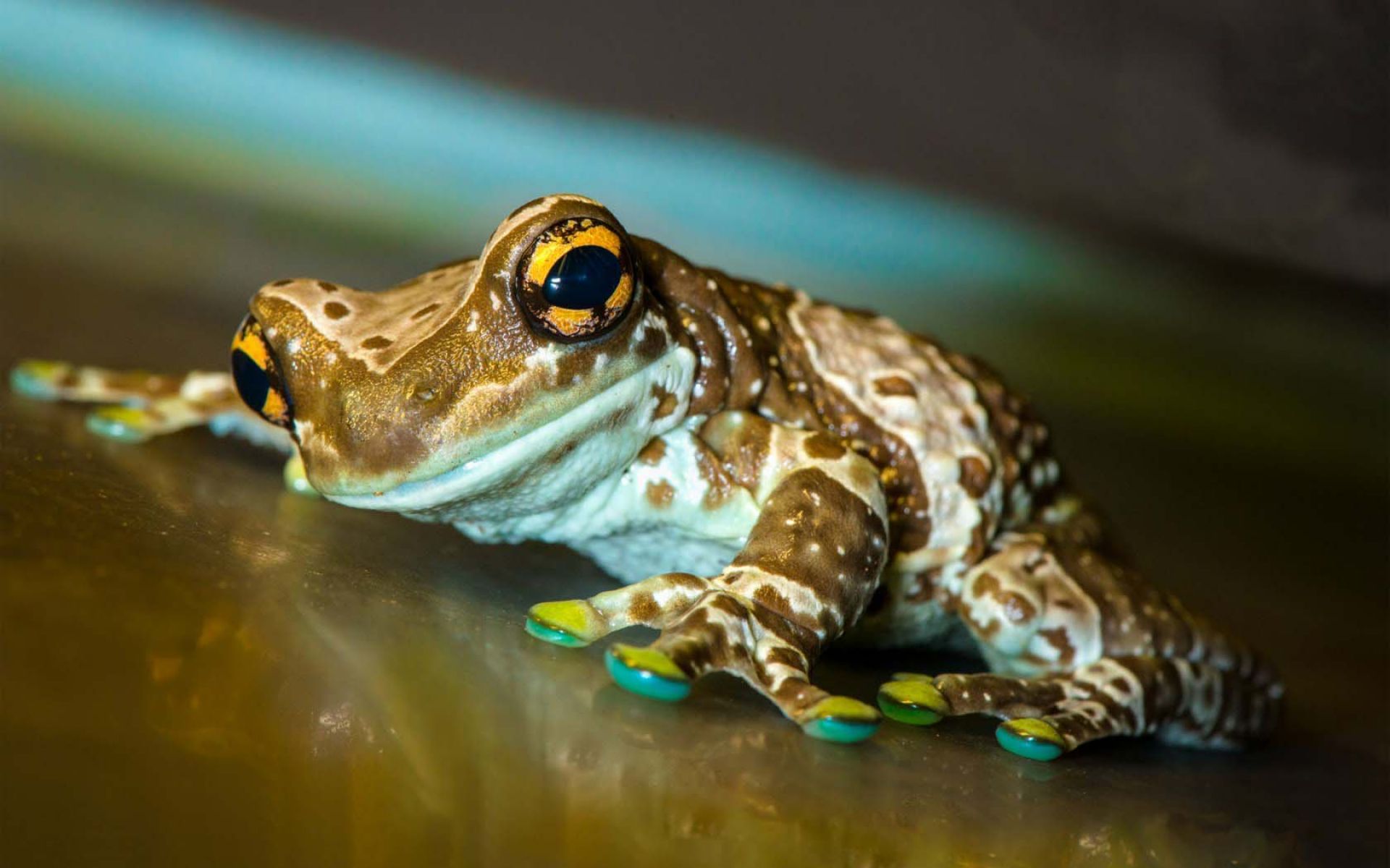 Amazing Frog Wallpapers - Wallpaper Cave