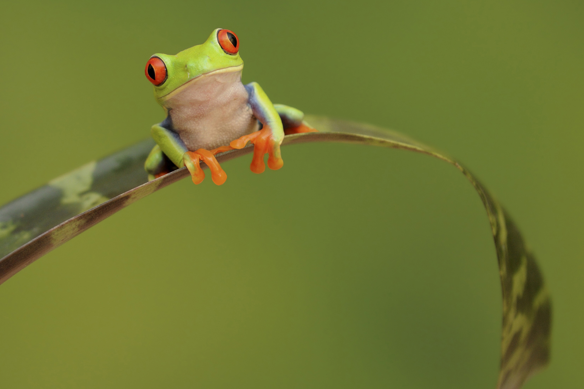 Amazing Frog Wallpapers - Wallpaper Cave