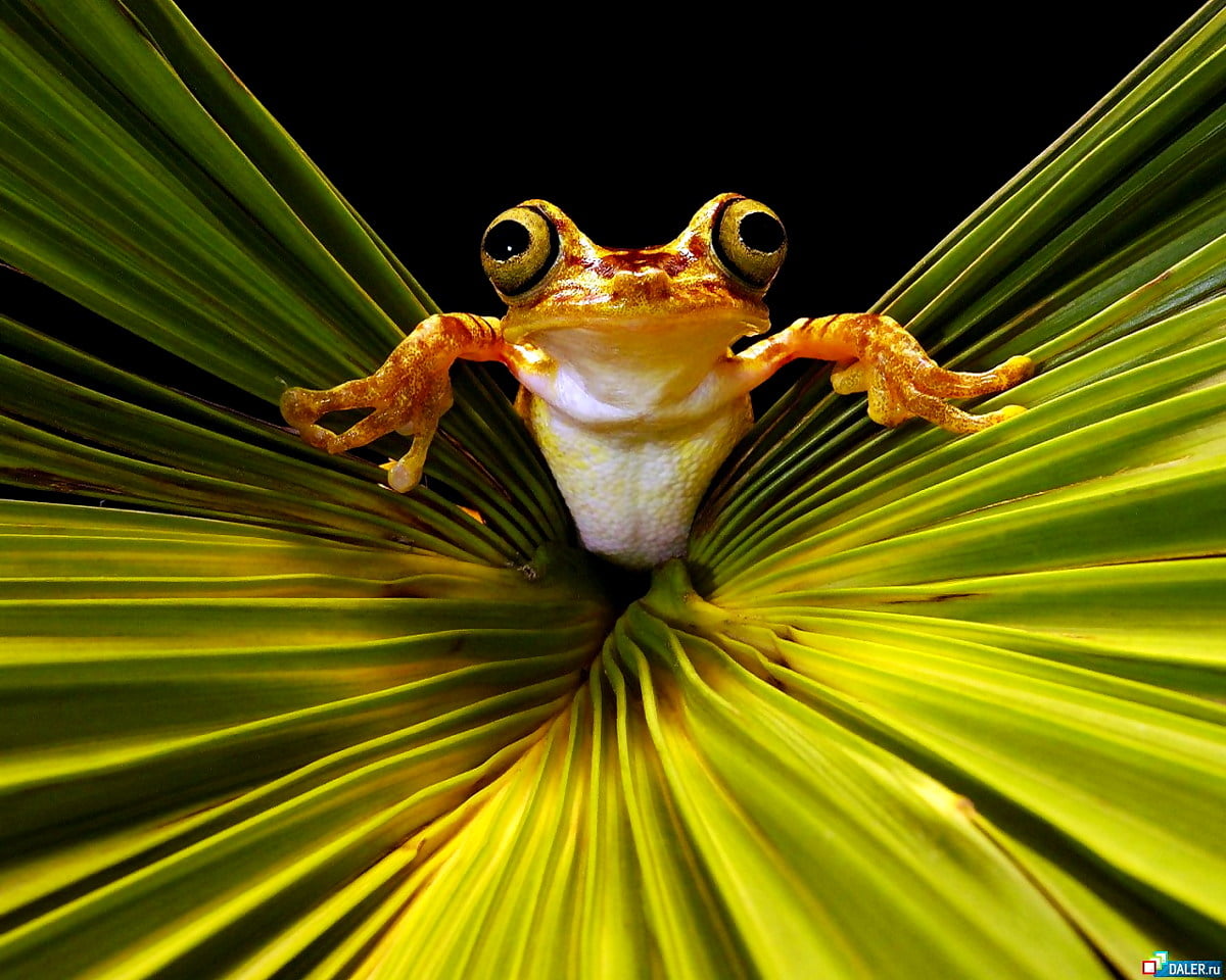 Amazing Frog Wallpapers - Wallpaper Cave