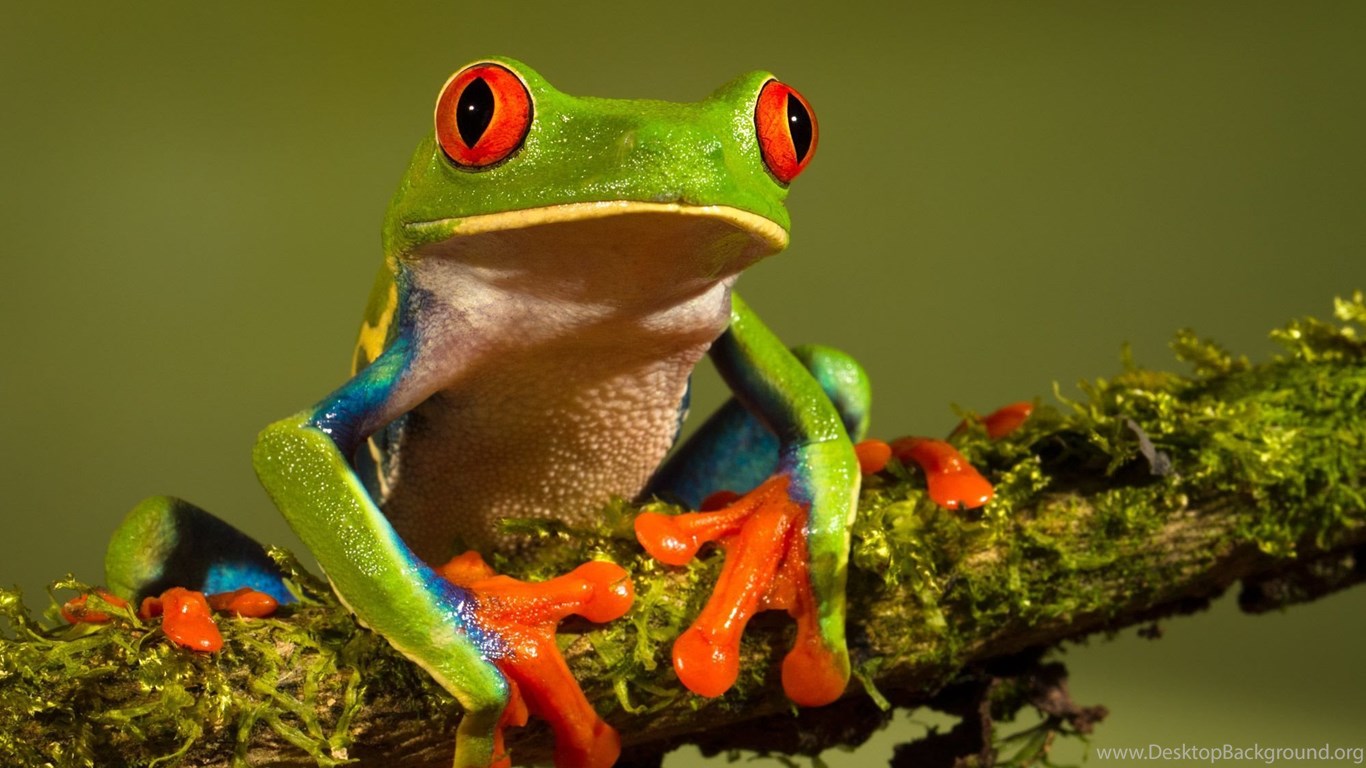 Amazing Frog Wallpapers - Wallpaper Cave