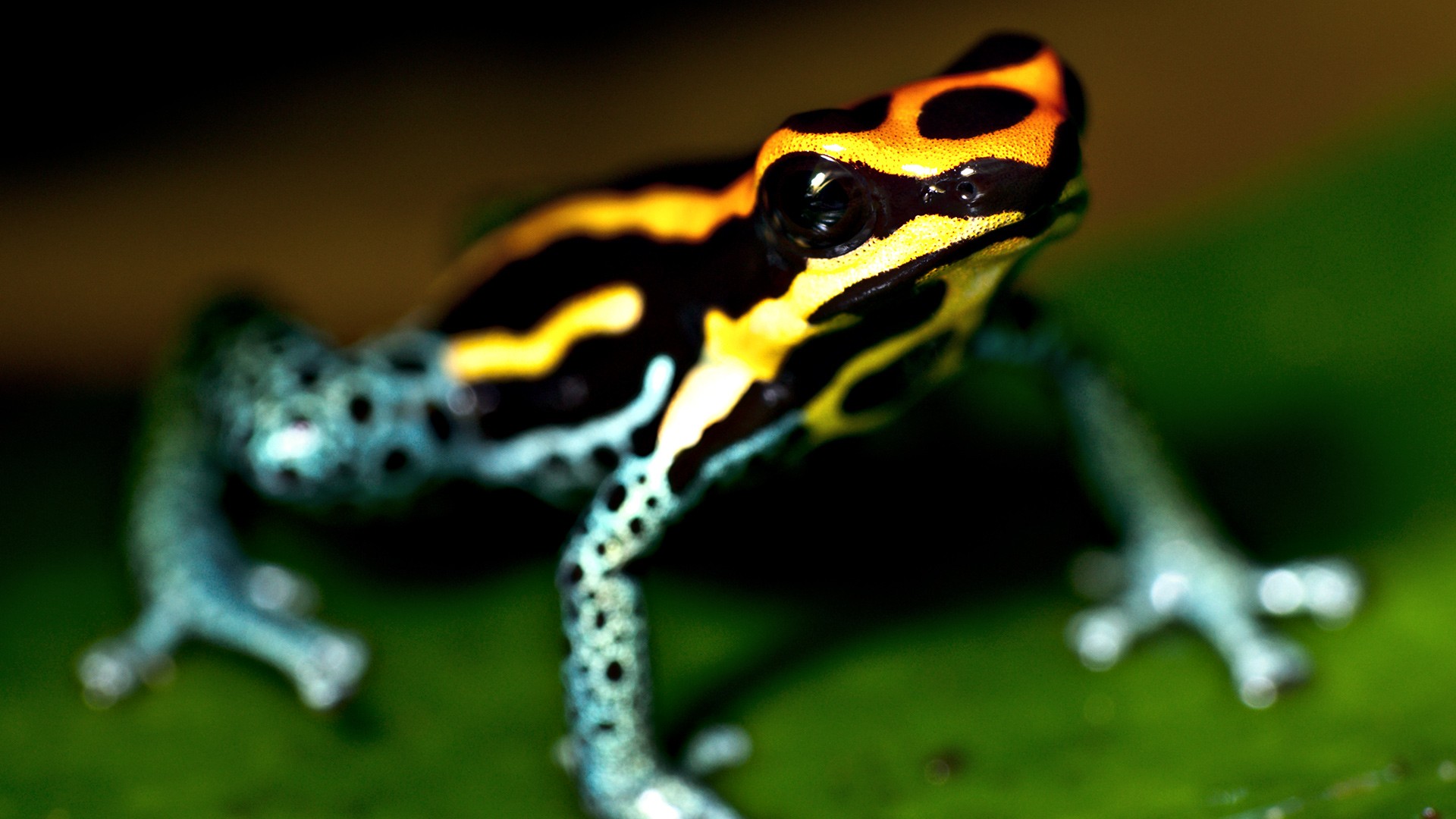 Amazing Frog Wallpapers - Wallpaper Cave