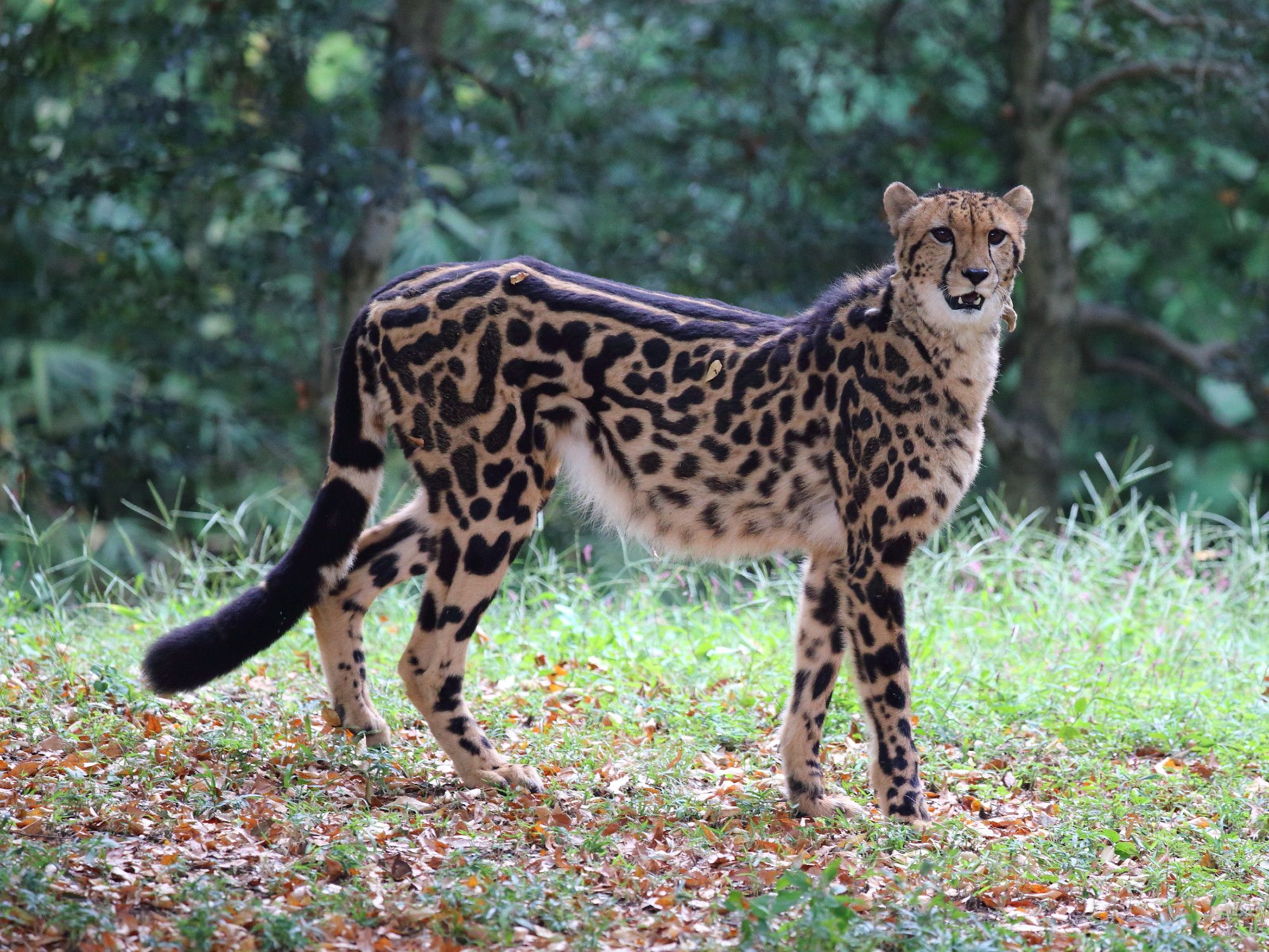 King Cheetah Wallpapers - Wallpaper Cave